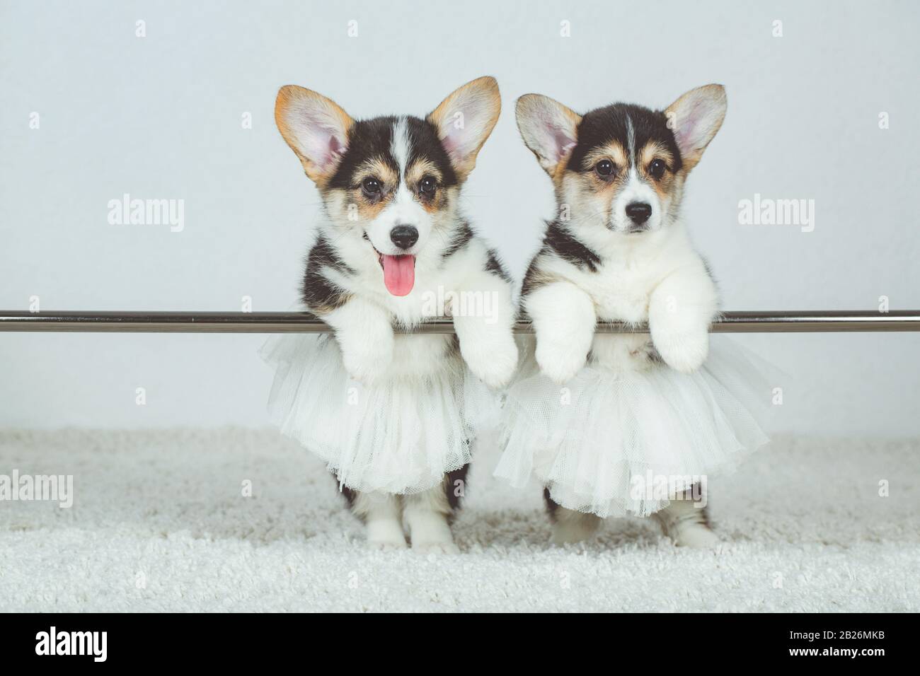 Corgi puppies at the ballet dancer Stock Photo - Alamy