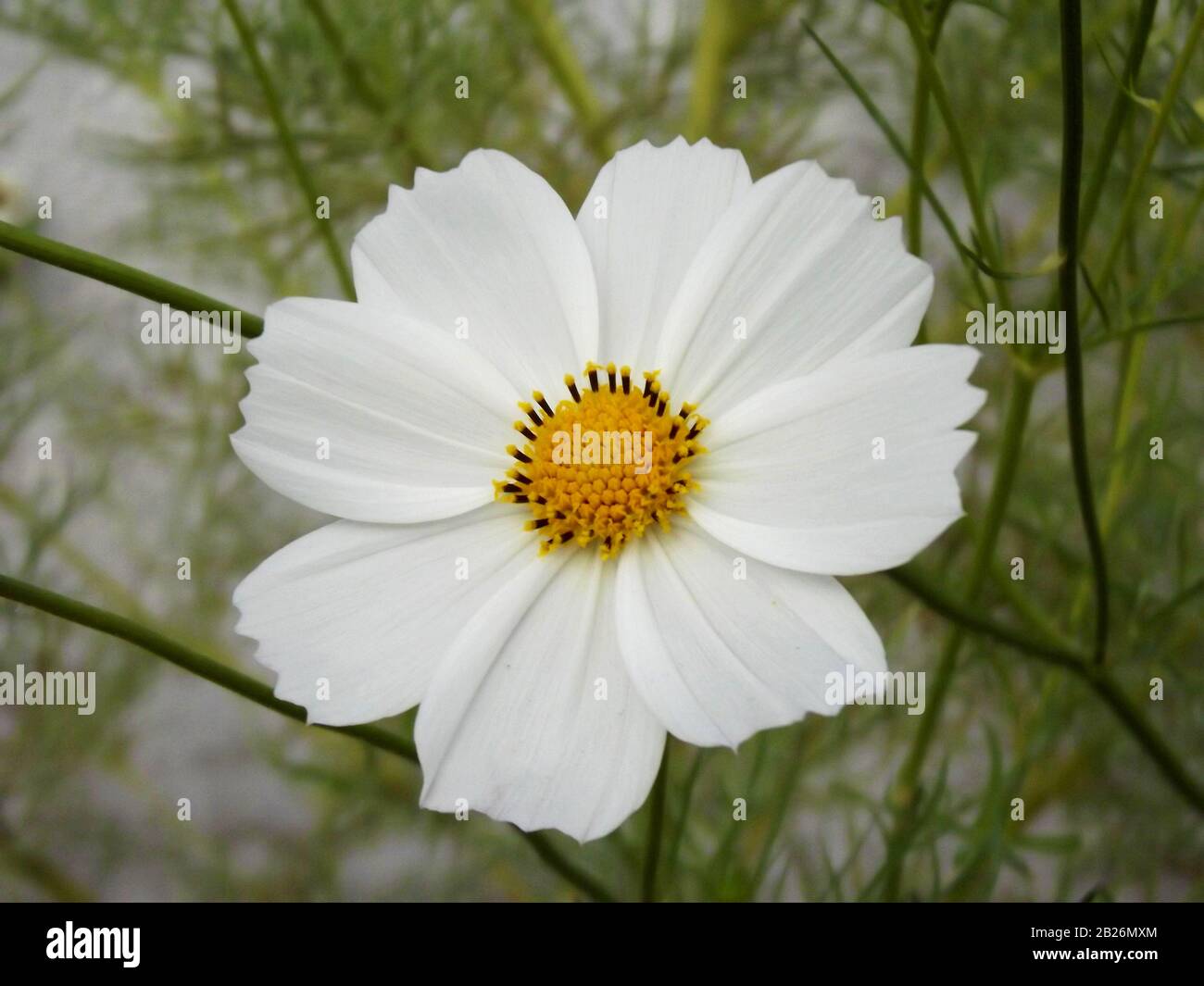 White cosmos flower hi-res stock photography and images - Alamy