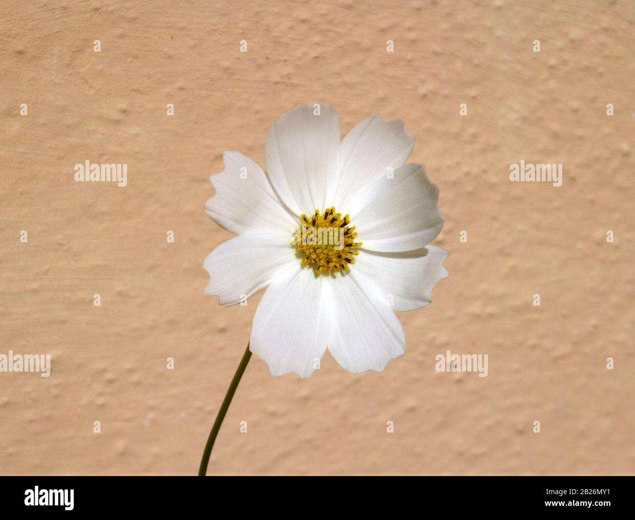 Wallpaper macro hi-res stock photography and images - Alamy