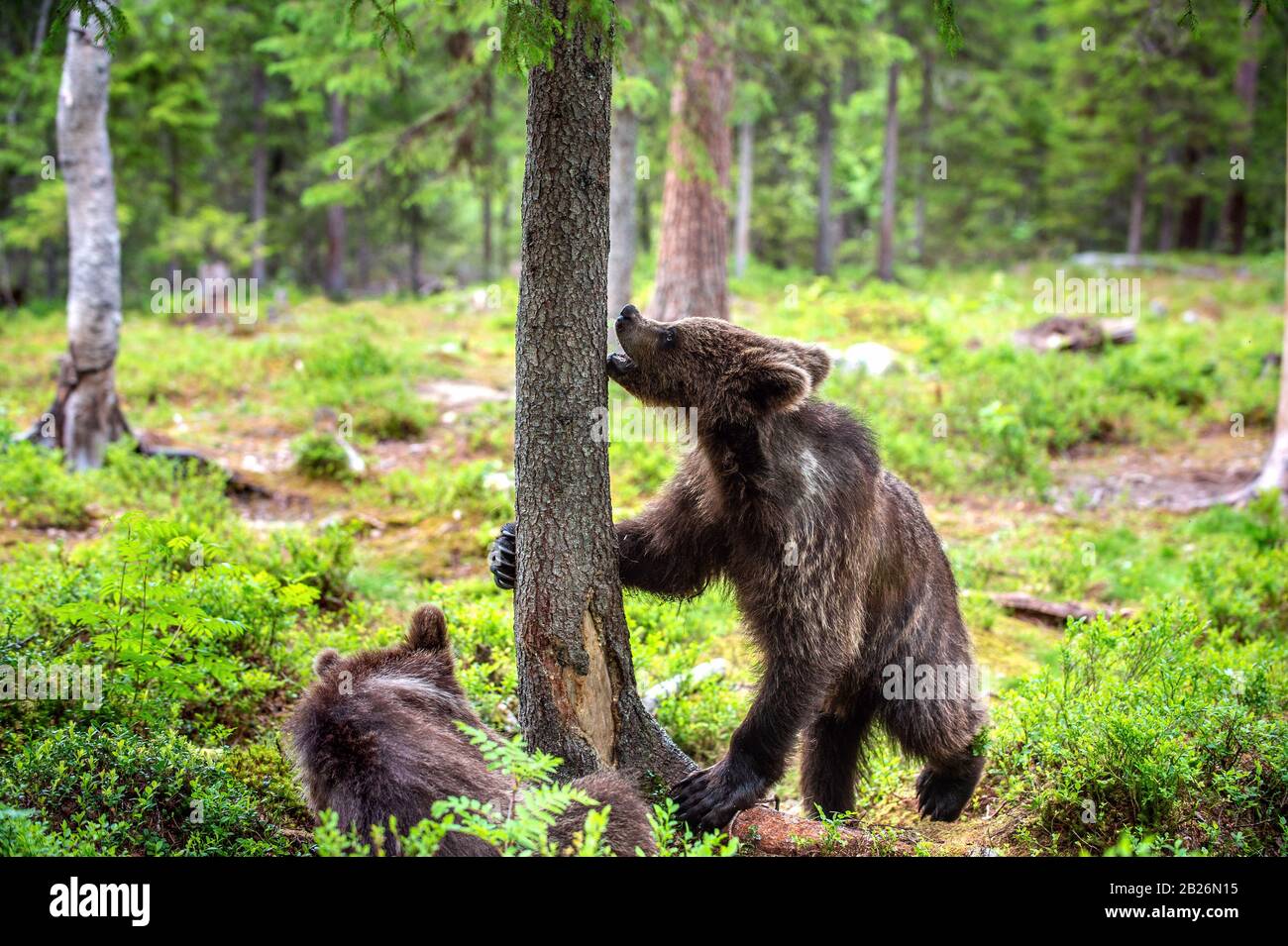 Bear Cub stands on its hind legs by a tree in a summer forest. Brown ...