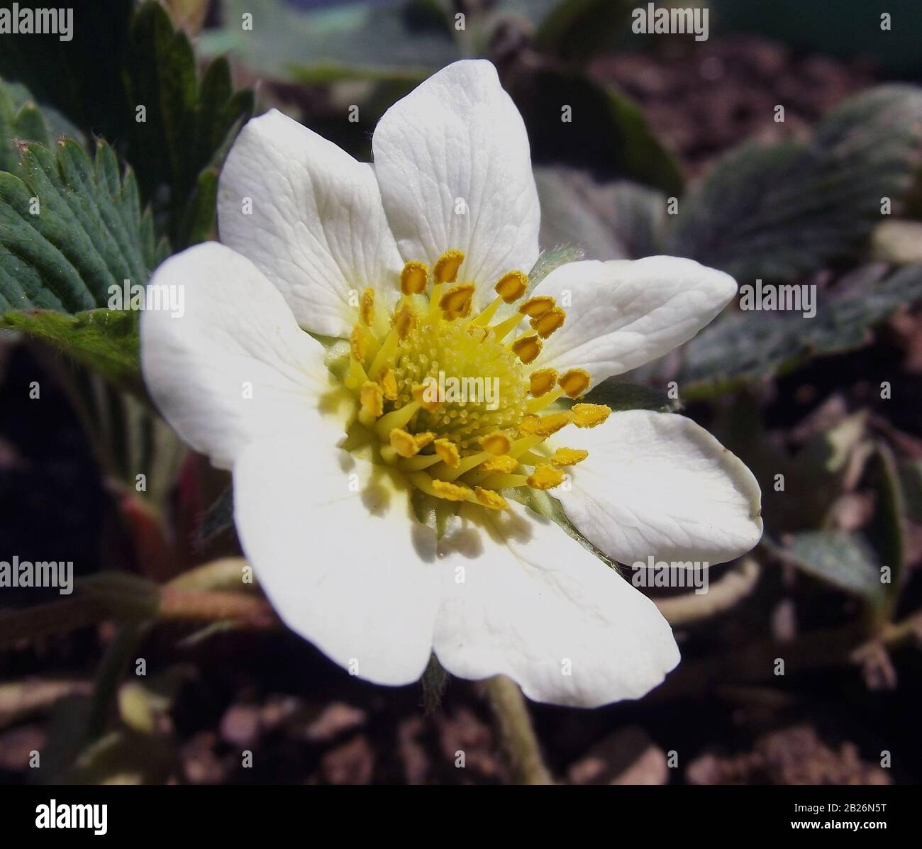 White strawberry flower hi-res stock photography and images - Alamy