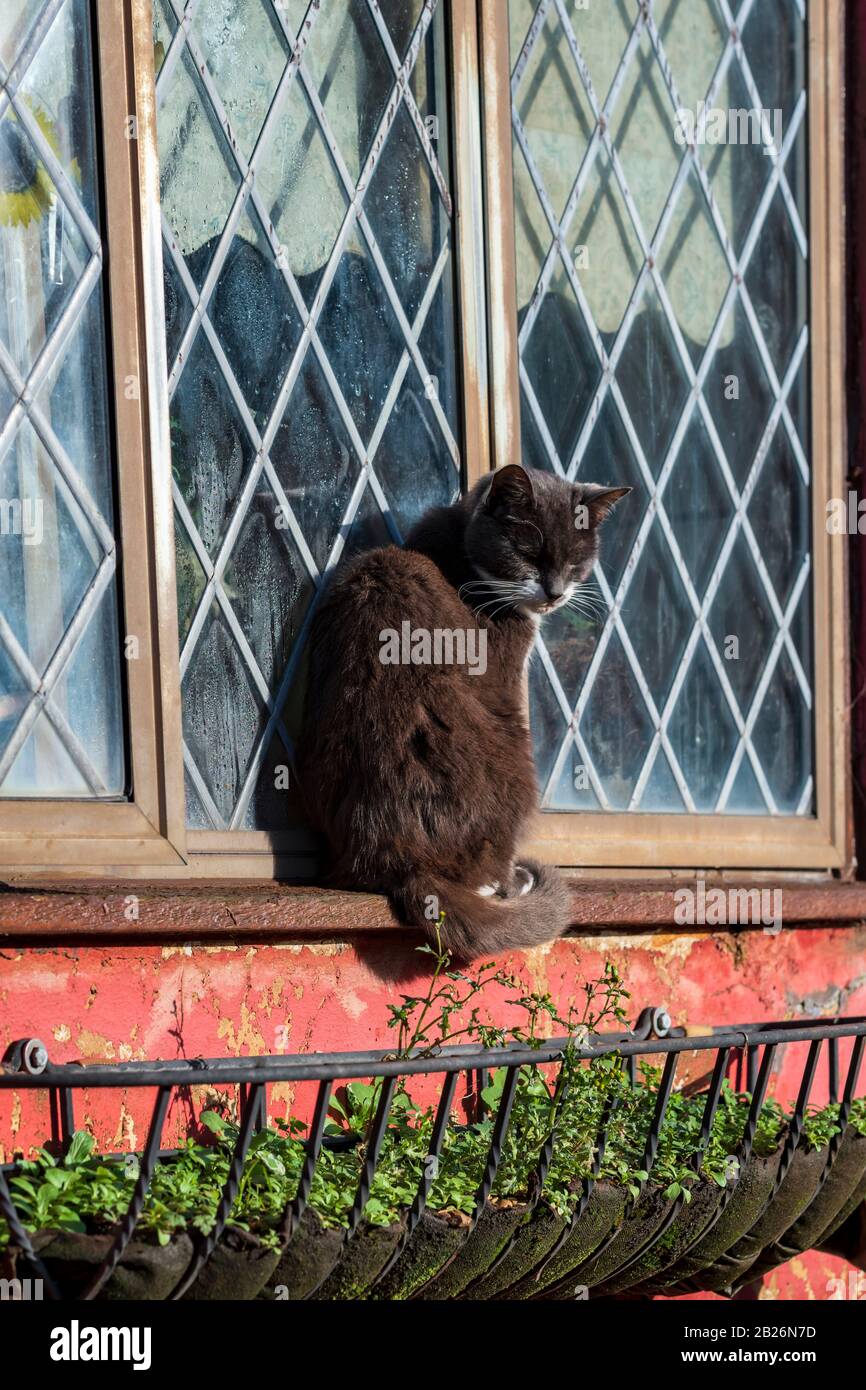 Catinwindow hi-res stock photography and images - Alamy