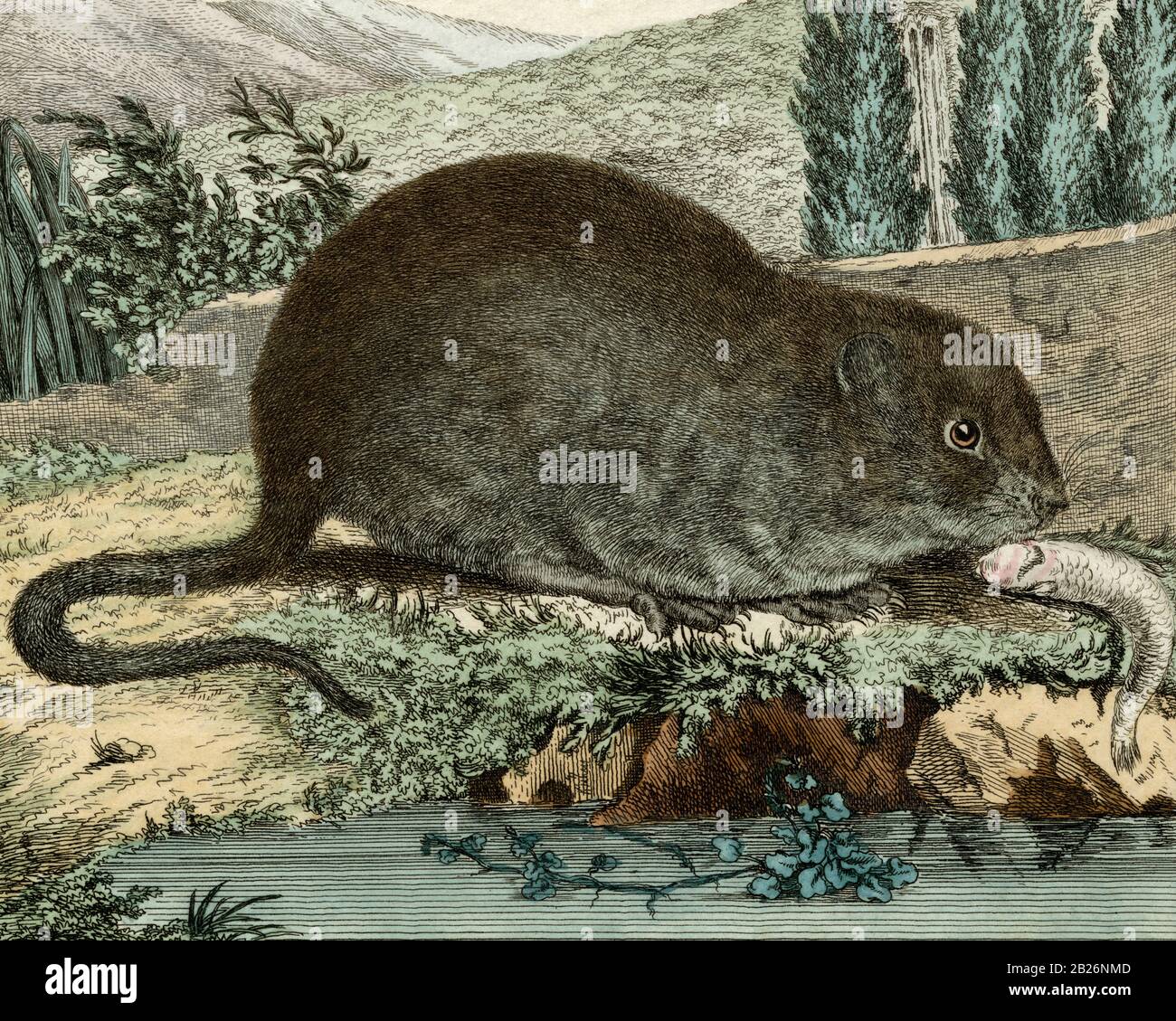 Arvicola amphibius illustration hi-res stock photography and images - Alamy