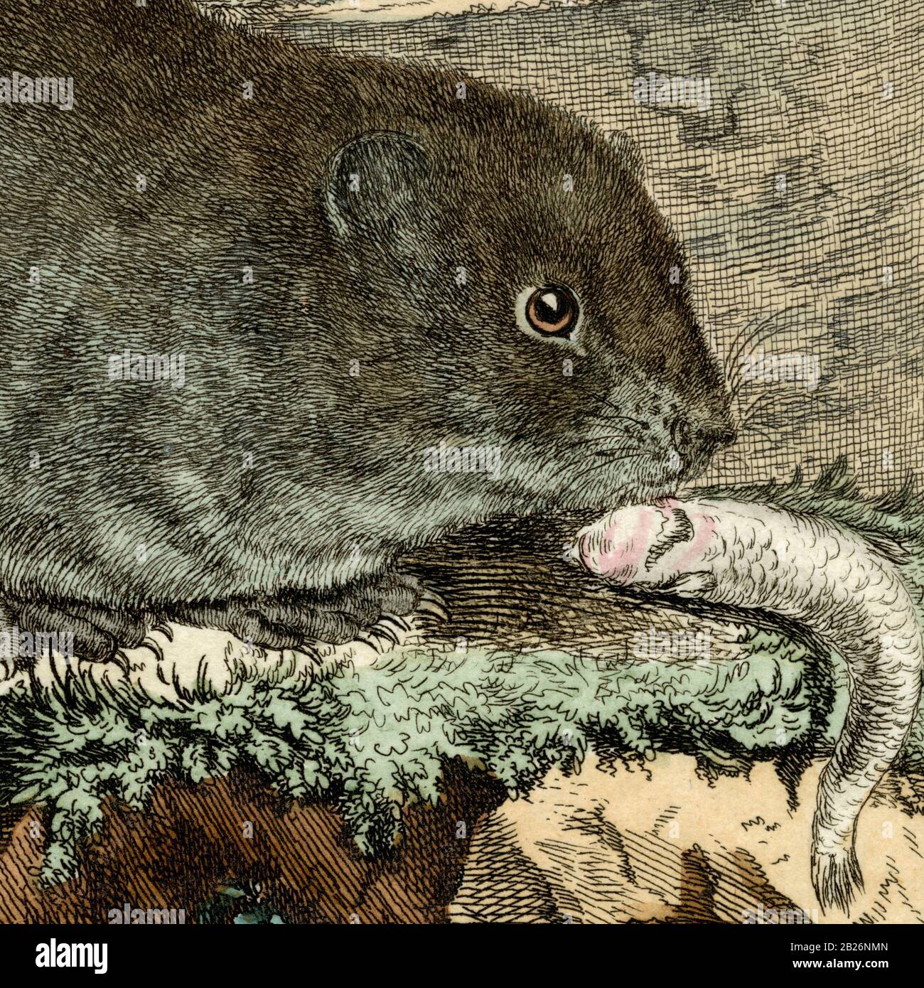 Arvicola amphibius illustration hi-res stock photography and images - Alamy