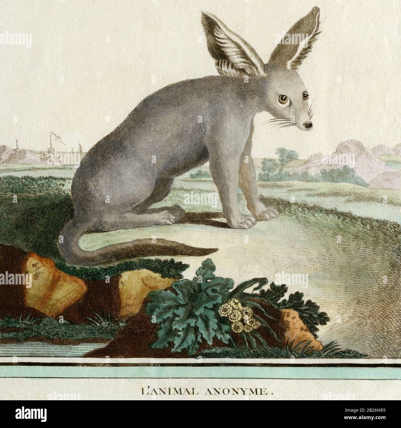 Comte de buffon animal illustration hi-res stock photography and images ...