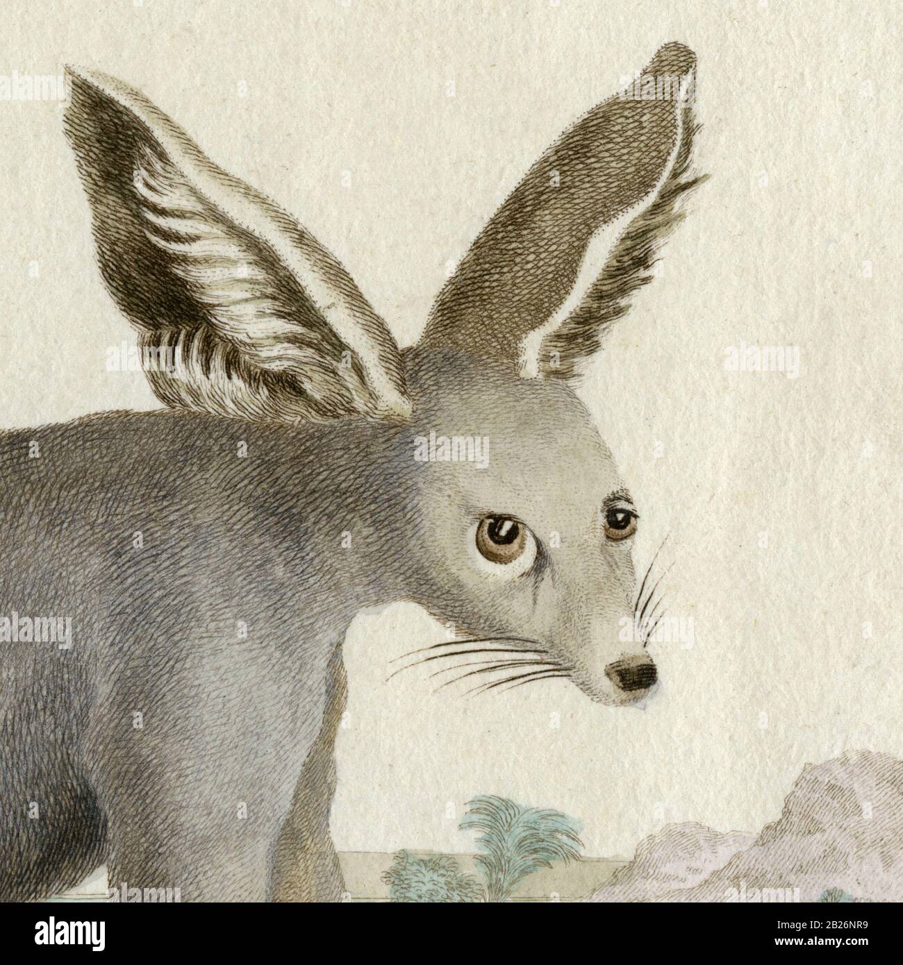 Face of an unknown animal, possibly a Fennec fox (Vulpes zerda). Detail ...