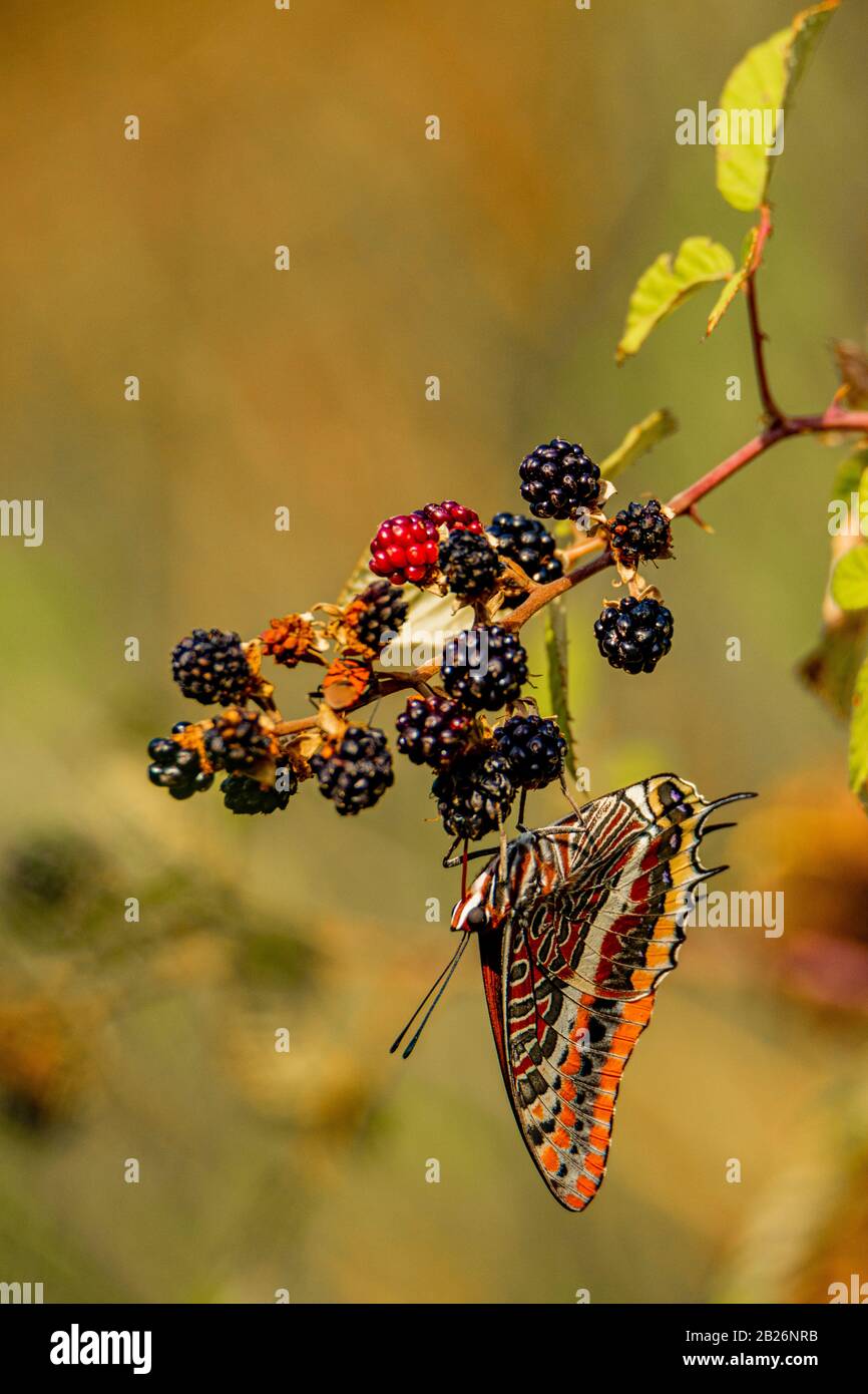 Blackberry moth hi-res stock photography and images - Alamy