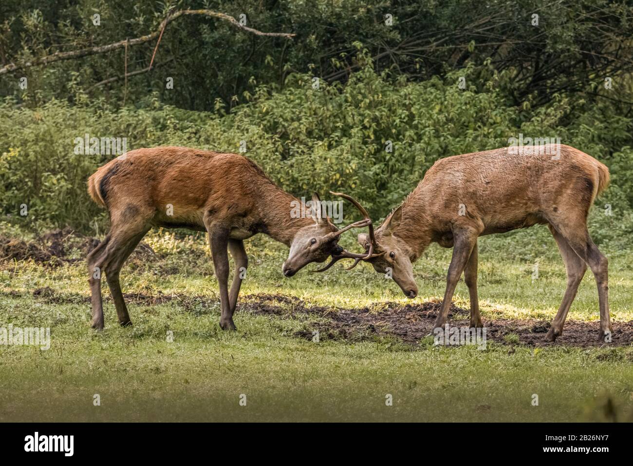 Animali del bosco hi-res stock photography and images - Alamy