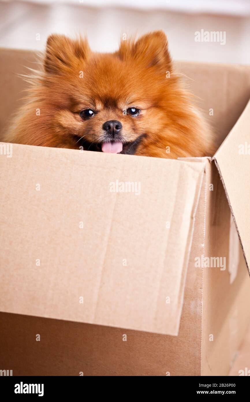 Cute dog looking out of a parcel Stock Photo - Alamy