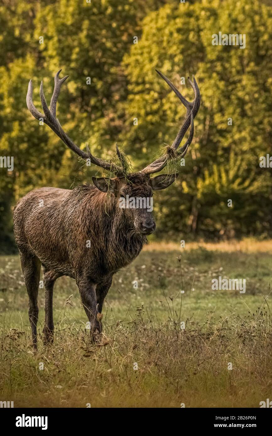 Deer cervo male deer hi-res stock photography and images - Alamy