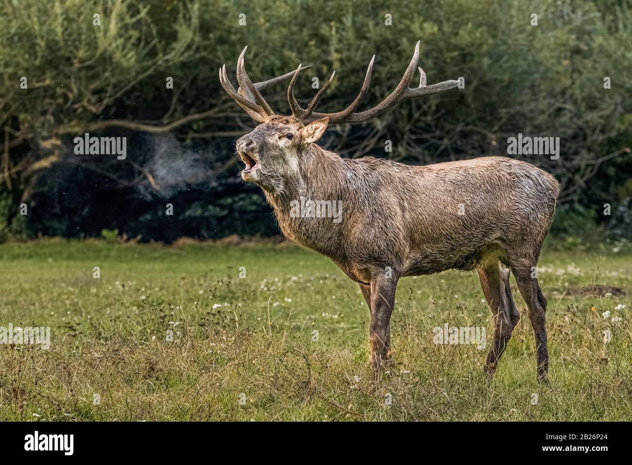 Cervo europeo hi-res stock photography and images - Alamy