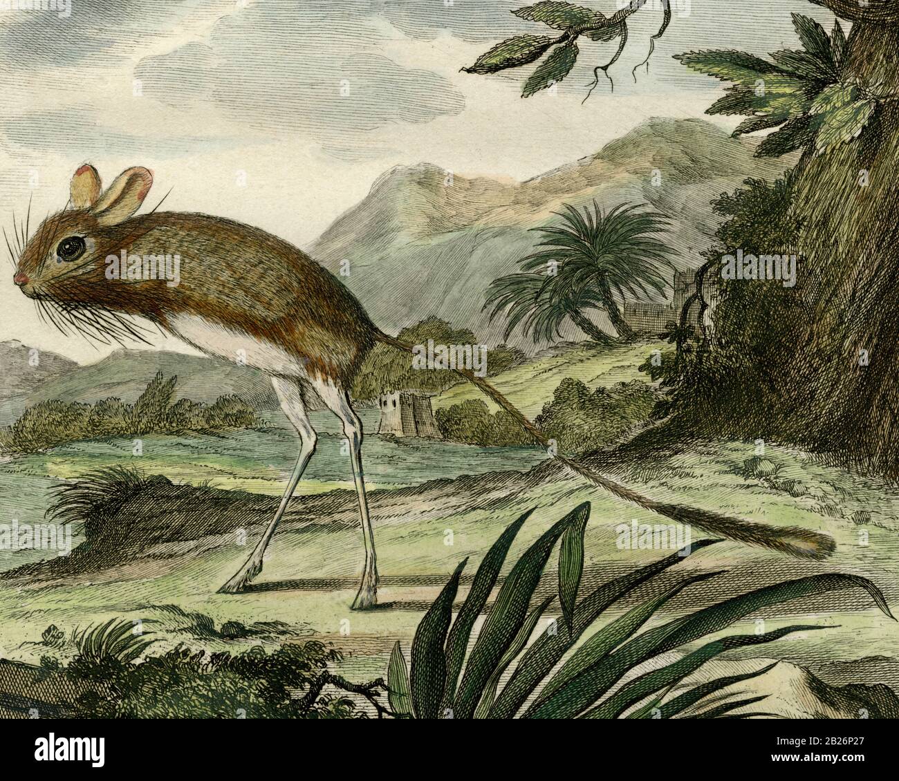 Jerboa or Le Gerbo. Detail of engraving created for French naturalist ...