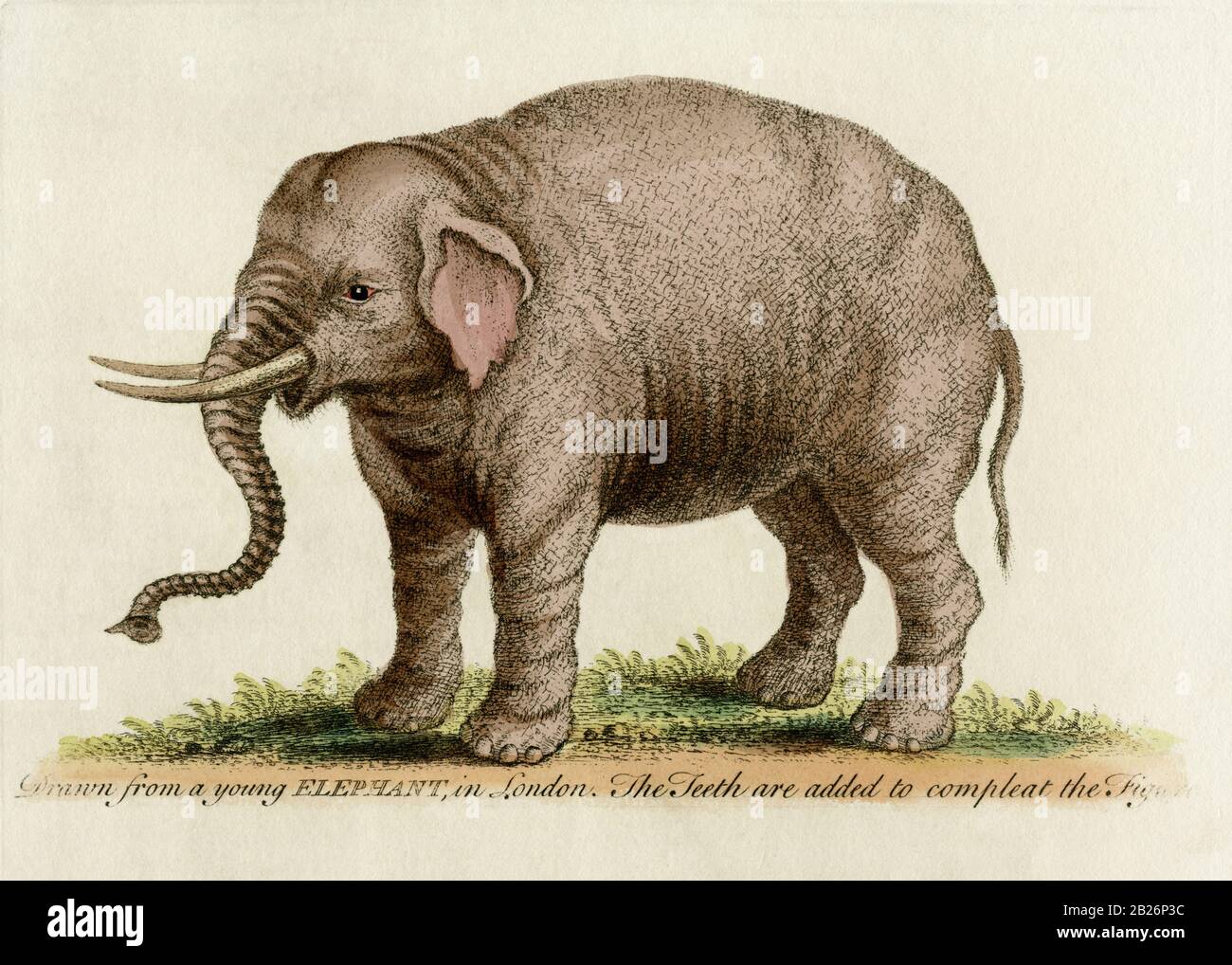 Elephant Legs Drawing High Resolution Stock Photography and Images - Alamy