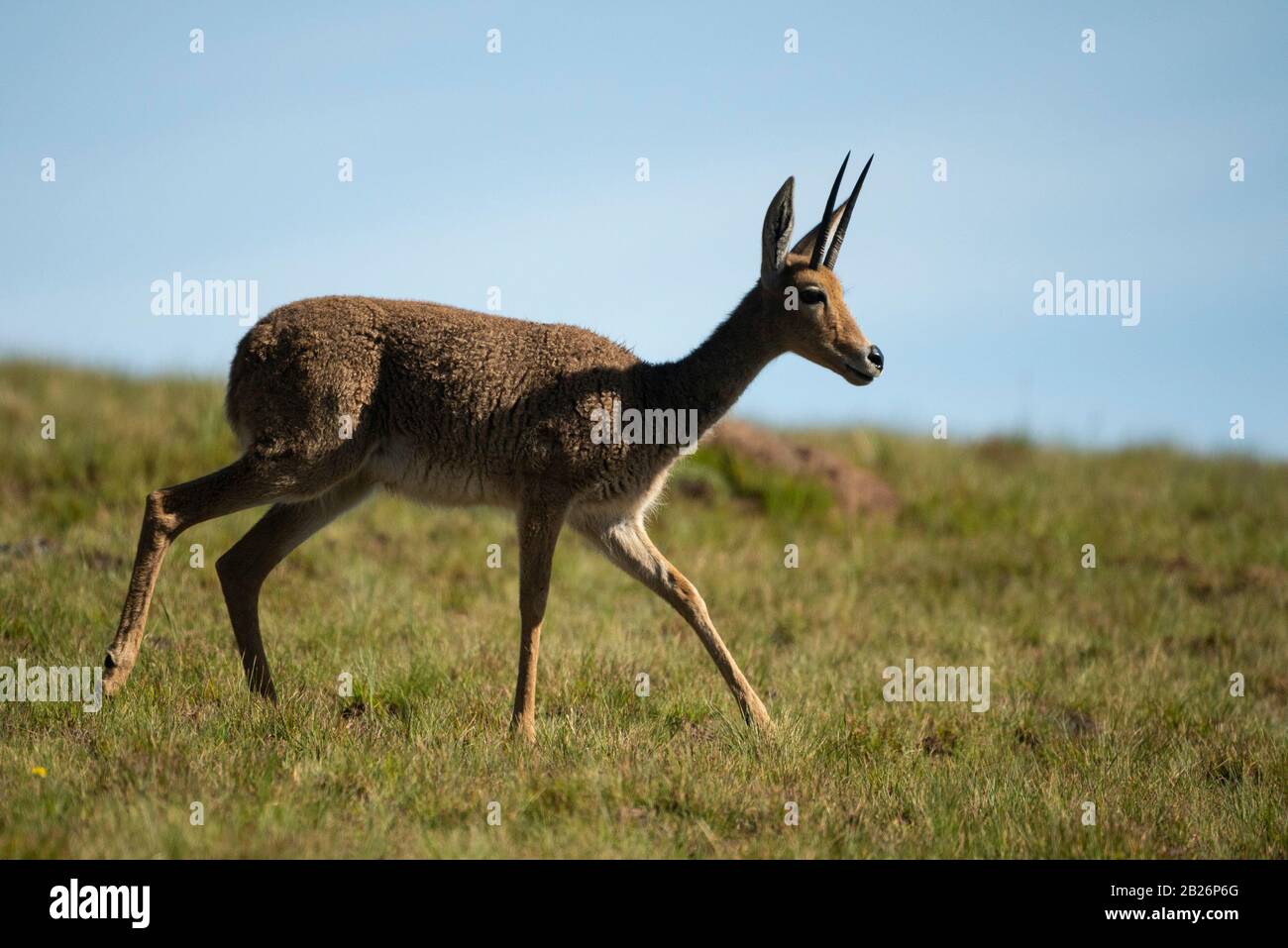 Grey rhebok, Pelea capreolus, Sehlabathebe National Park, Lesotho Stock ...