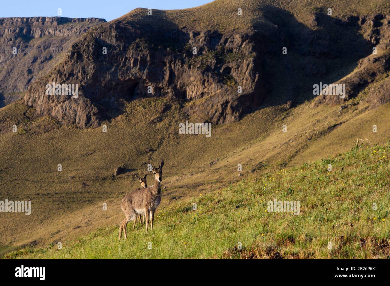 Grey rhebok, Pelea capreolus, Sehlabathebe National Park, Lesotho Stock ...