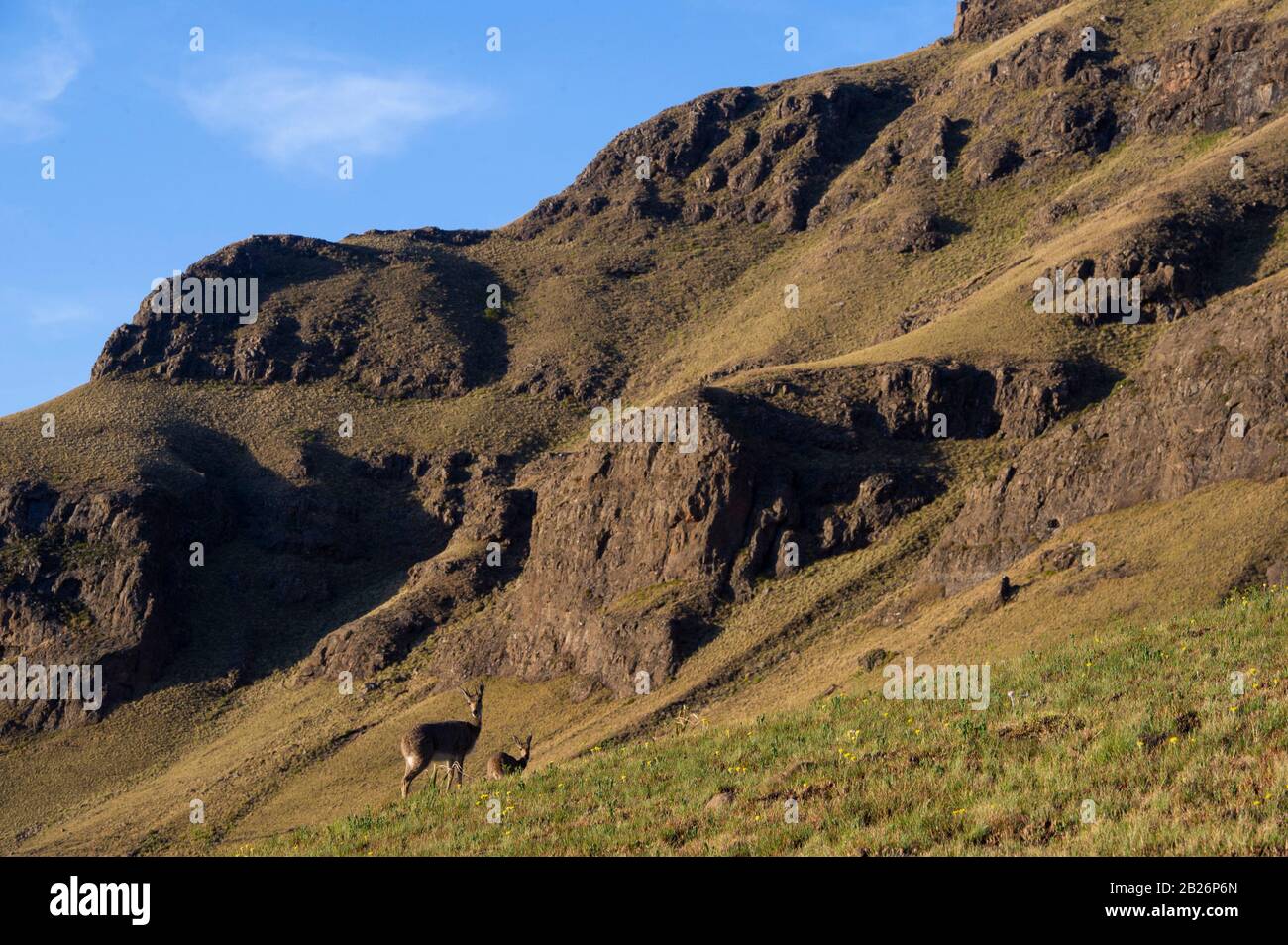 Grey rhebok, Pelea capreolus, Sehlabathebe National Park, Lesotho Stock ...