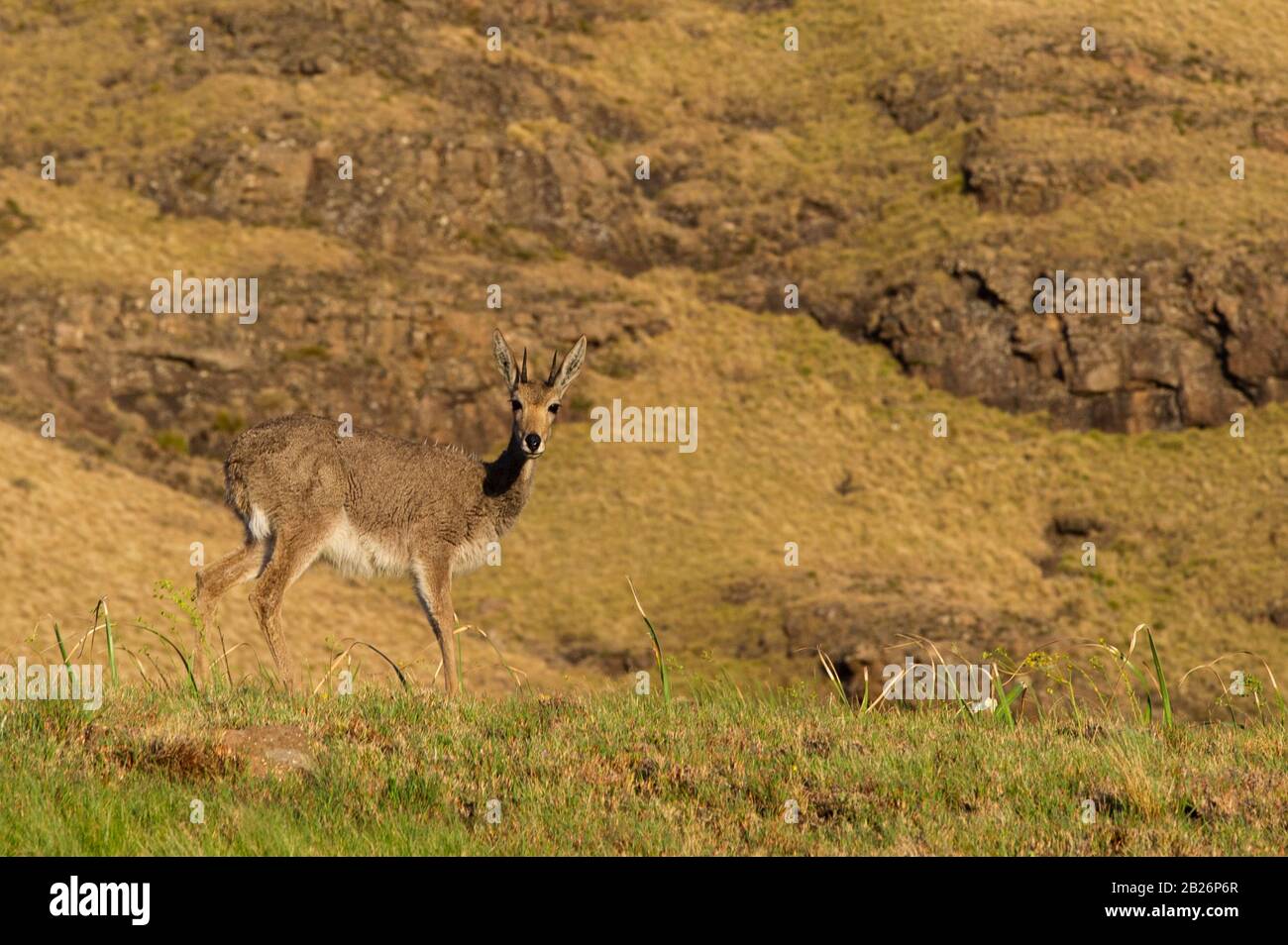 Grey rhebok, Pelea capreolus, Sehlabathebe National Park, Lesotho Stock ...