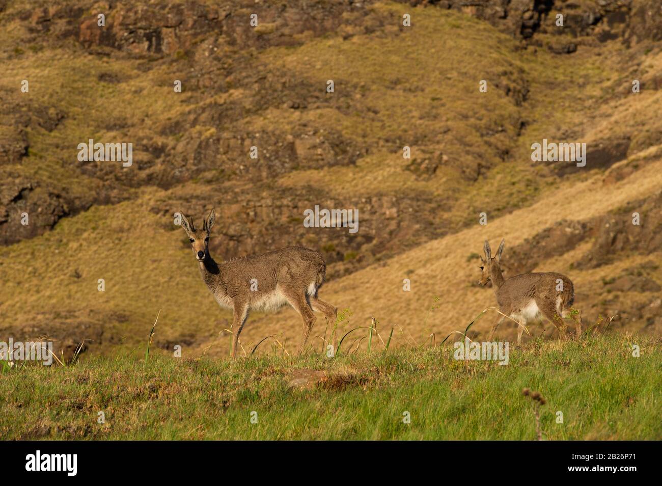 Grey rhebok, Pelea capreolus, Sehlabathebe National Park, Lesotho Stock ...