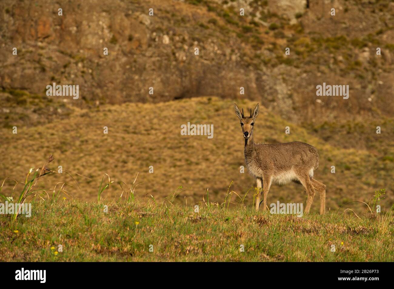 Grey rhebok, Pelea capreolus, Sehlabathebe National Park, Lesotho Stock ...