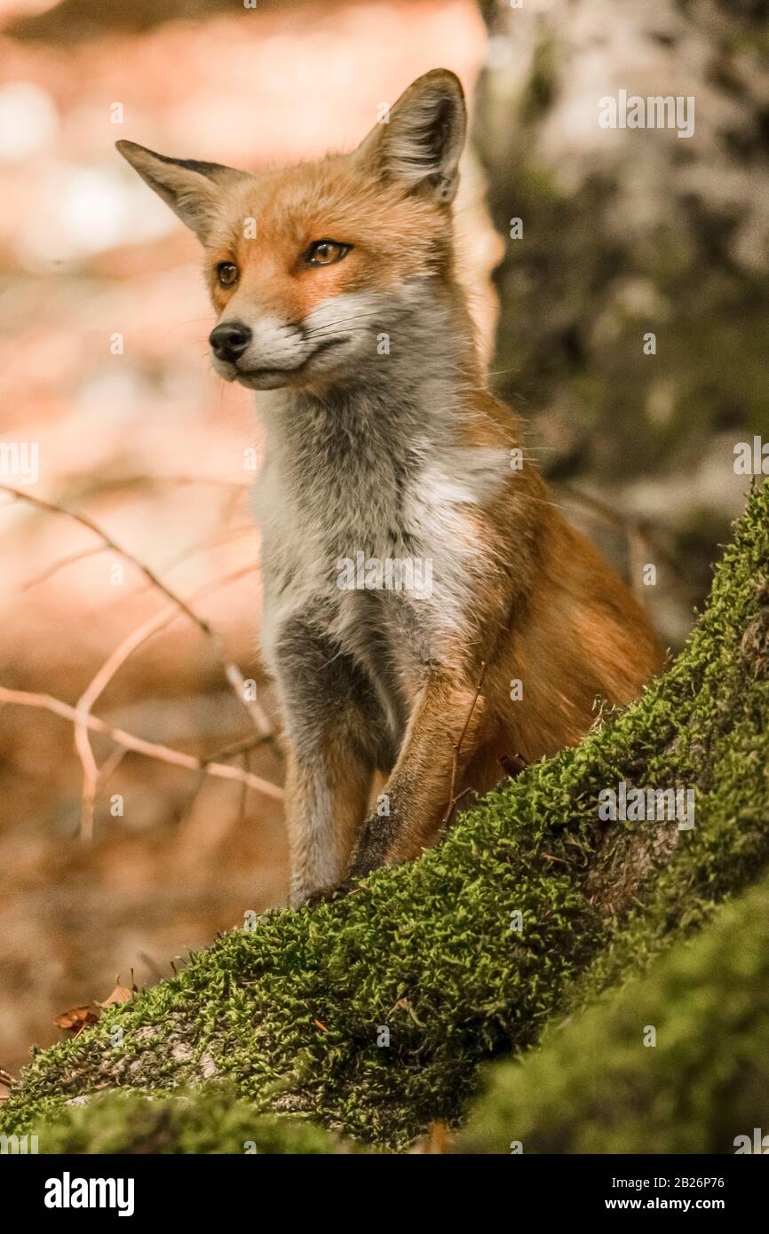 Fox Portrait ( Vulpes Vulpes Stock Photo - Alamy