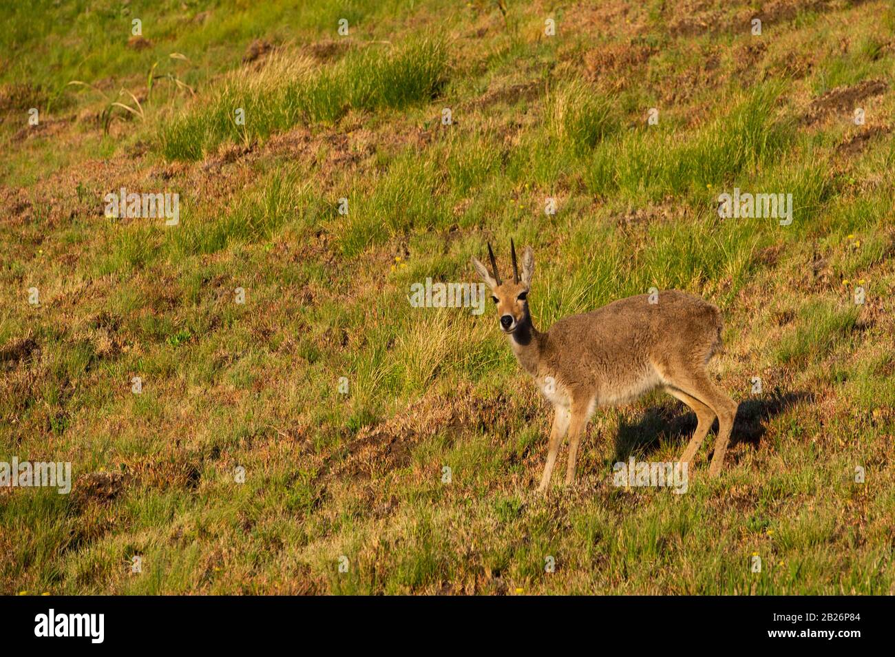 Grey rhebok, Pelea capreolus, Sehlabathebe National Park, Lesotho Stock ...