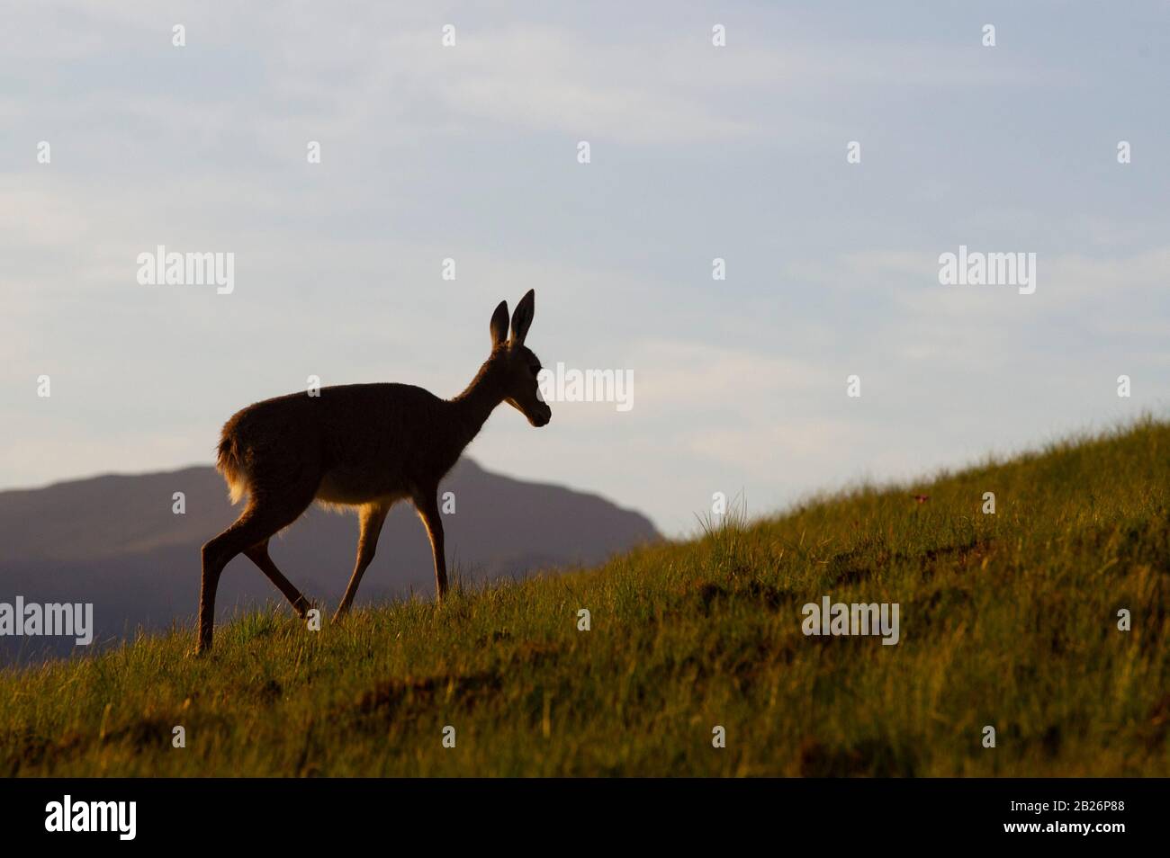 Grey rhebok, Pelea capreolus, Sehlabathebe National Park, Lesotho Stock ...