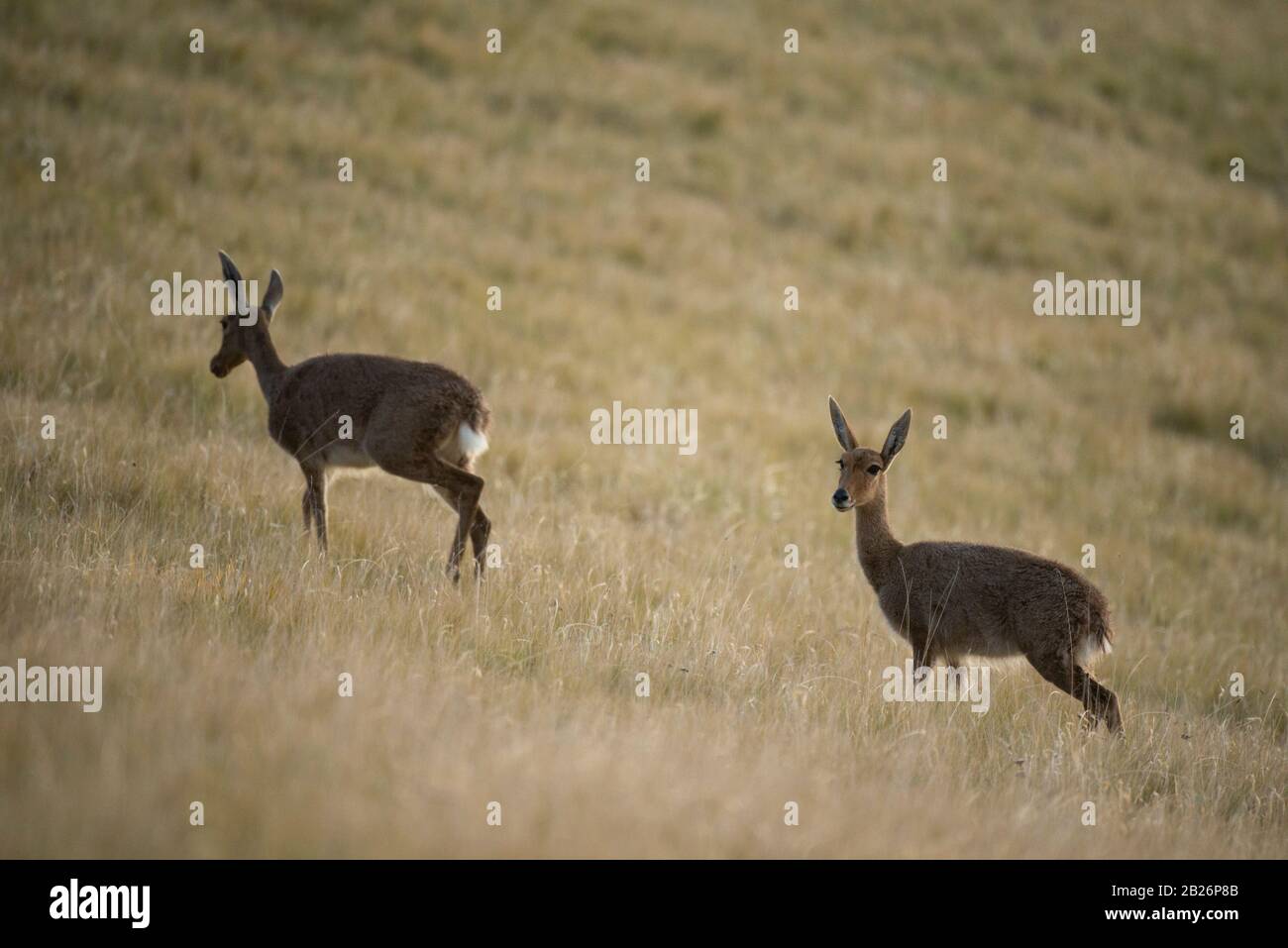 Grey rhebok, Pelea capreolus, Sehlabathebe National Park, Lesotho Stock ...