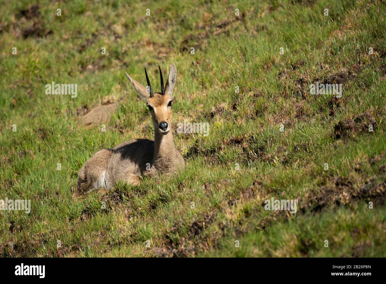 Grey rhebok, Pelea capreolus, Sehlabathebe National Park, Lesotho Stock ...