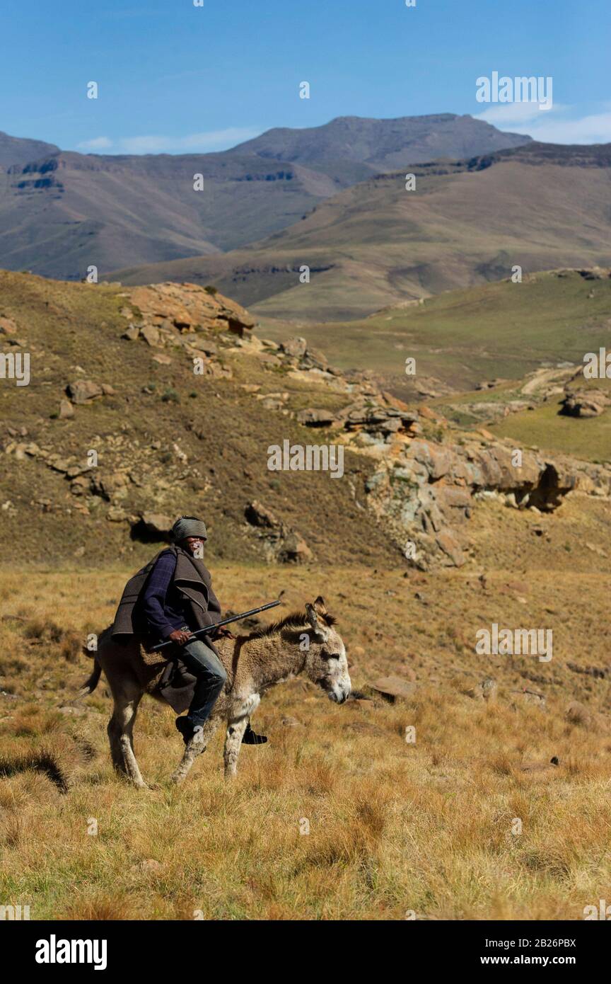 Basotho man on his donkey Sehlabathebe National Park, Lesotho Stock ...