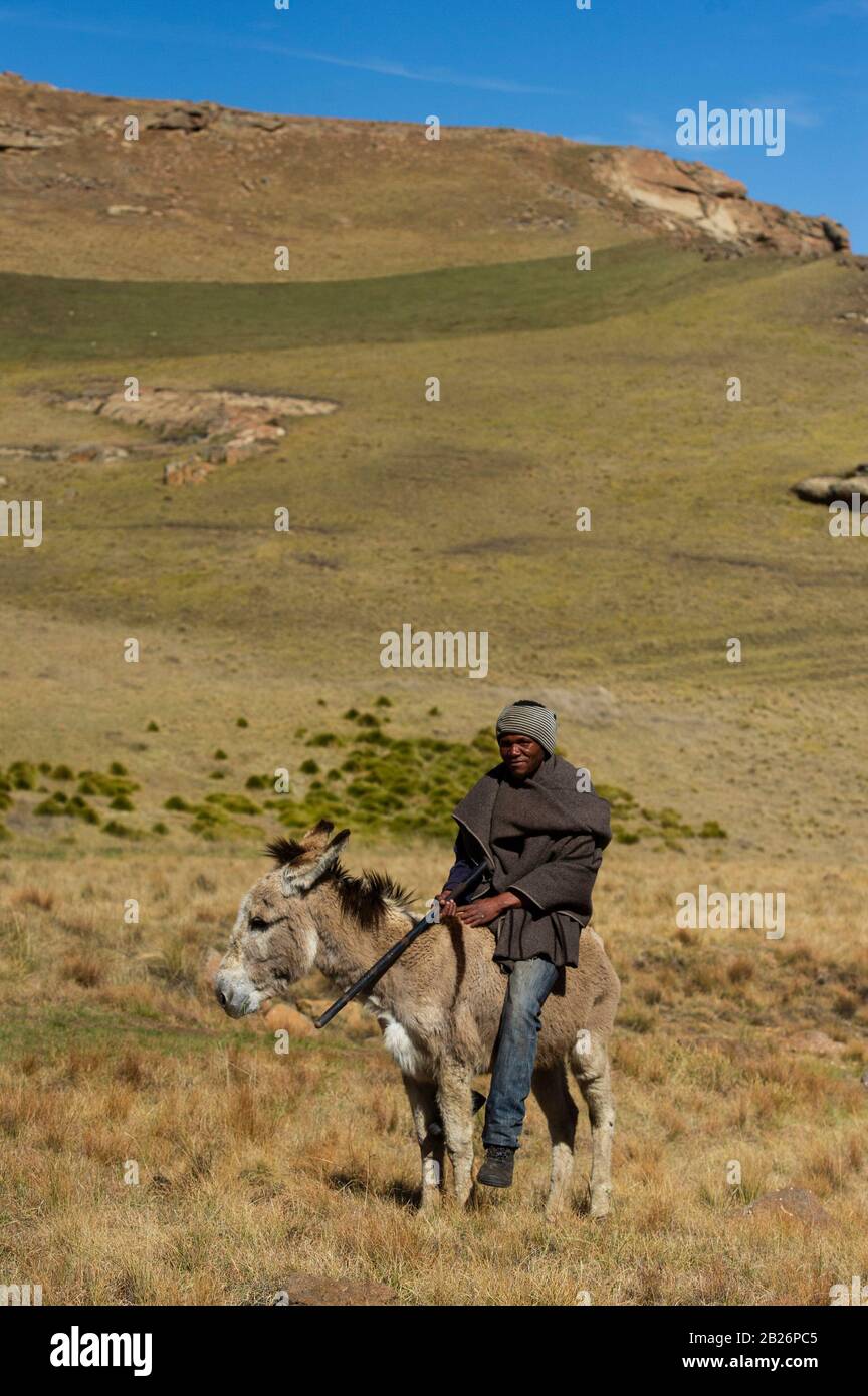 Basotho man on his donkey Sehlabathebe National Park, Lesotho Stock ...