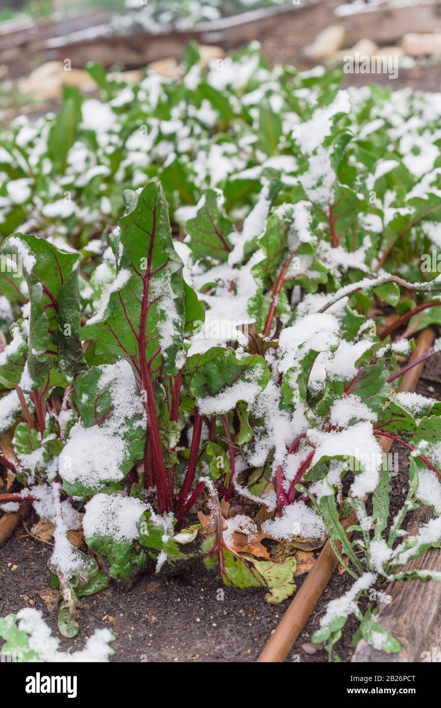 Swiss chard growing in raised bed with irrigation system under snow ...