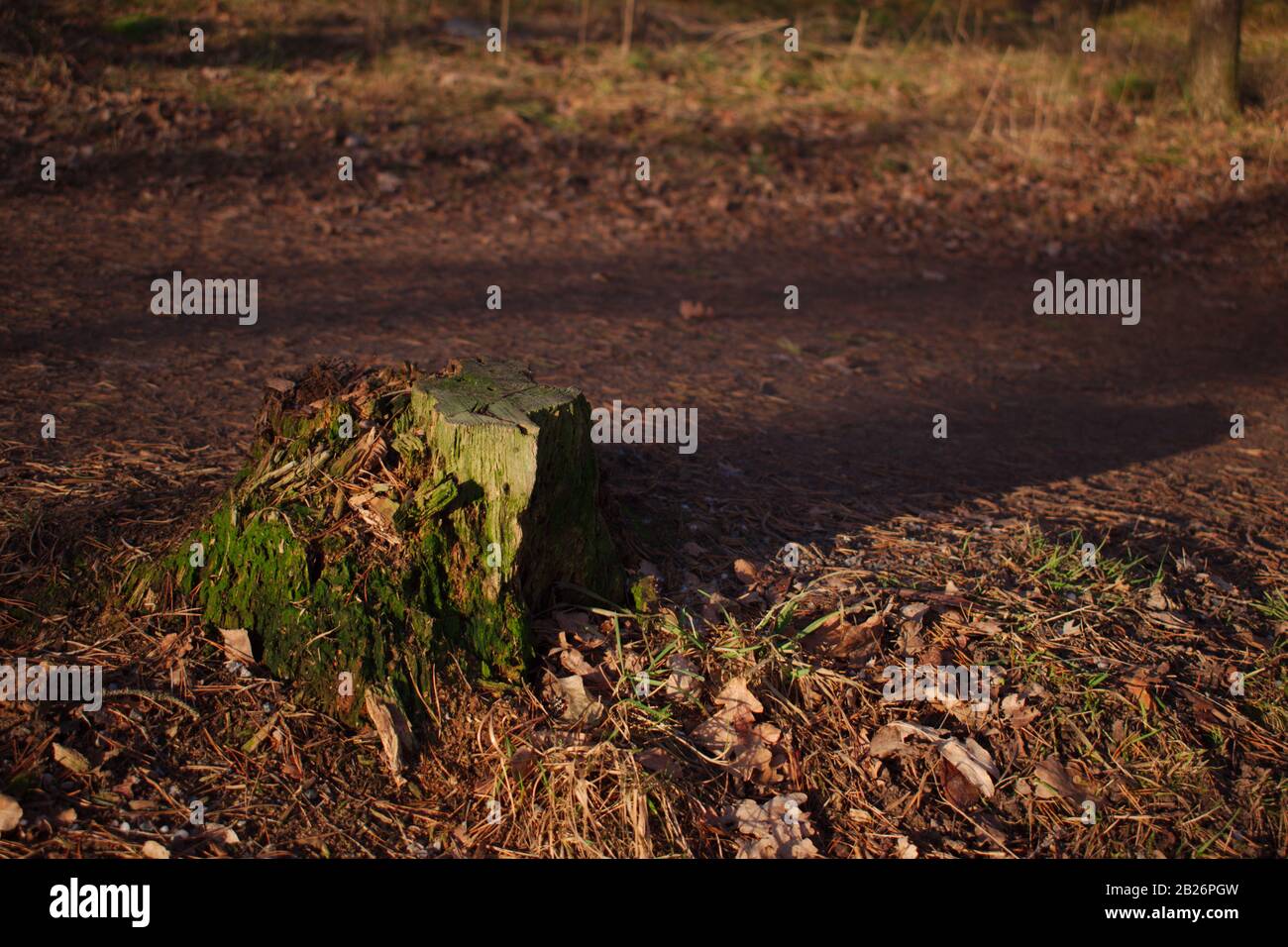 A close up of a dead young tree stump taken during sunrise, with longer ...