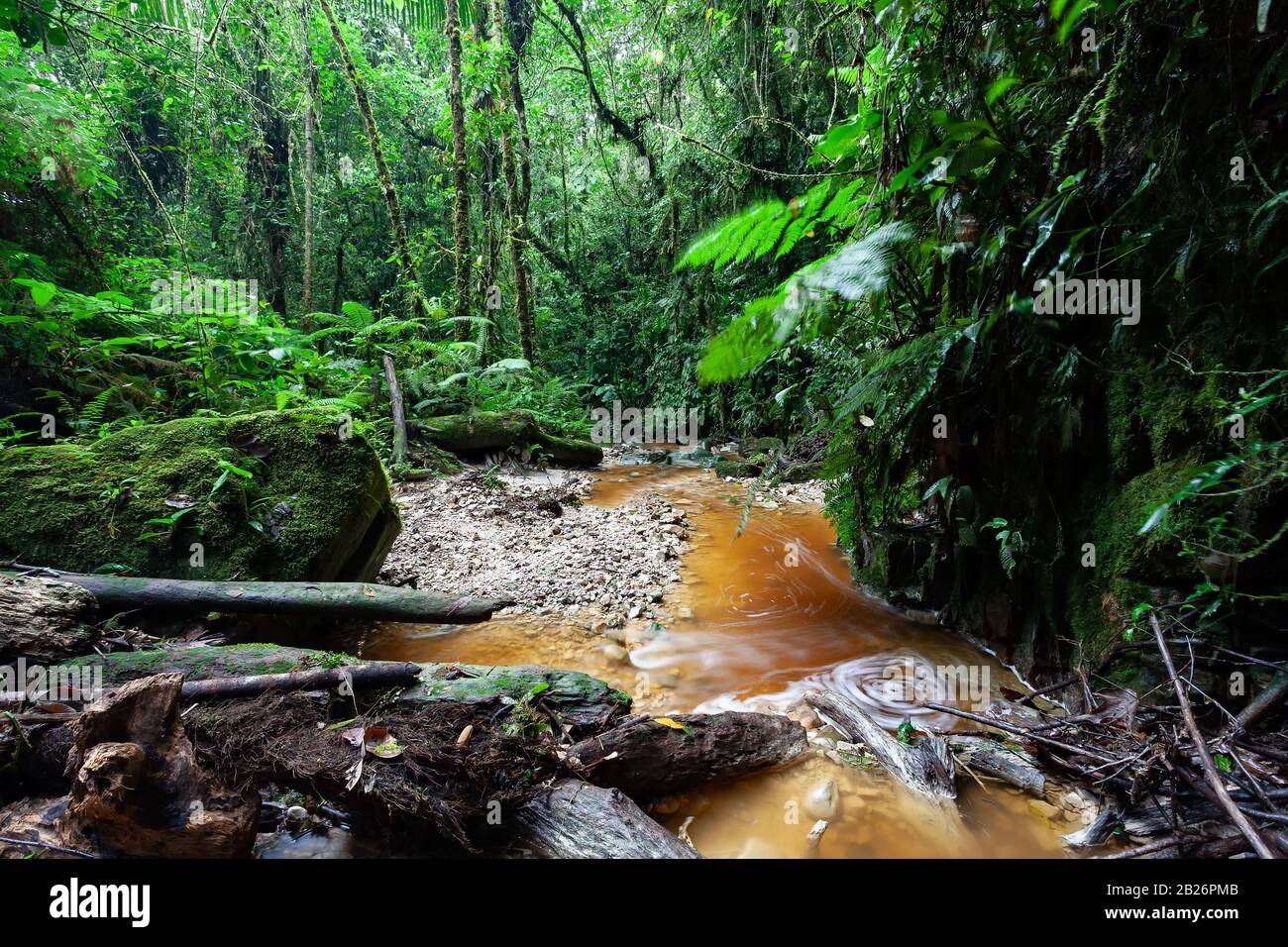 Scenic river in the rainforest Stock Photo - Alamy