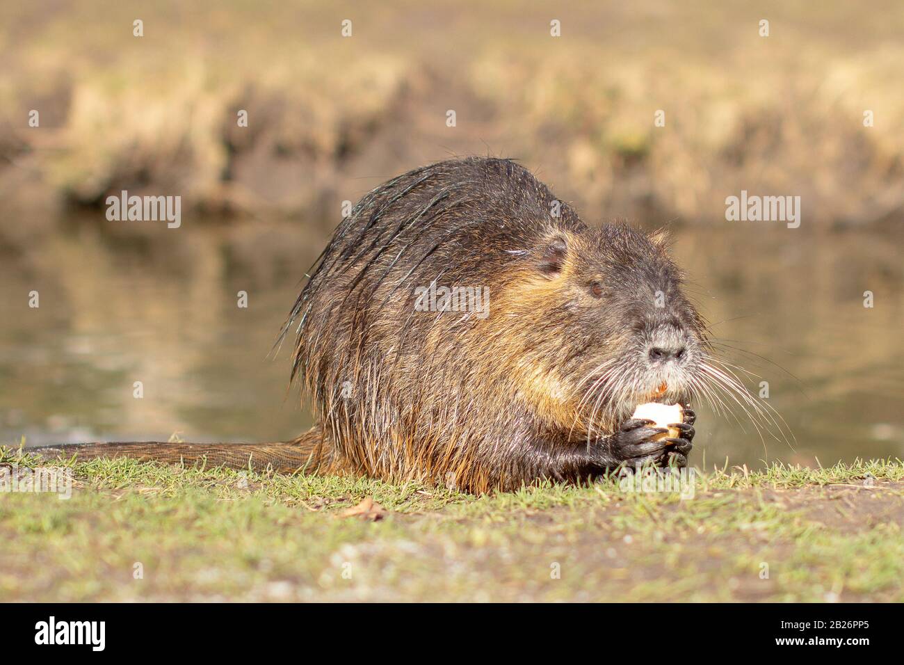 Nutria, Myocastor coypus or river rat the wild near the river Stock ...
