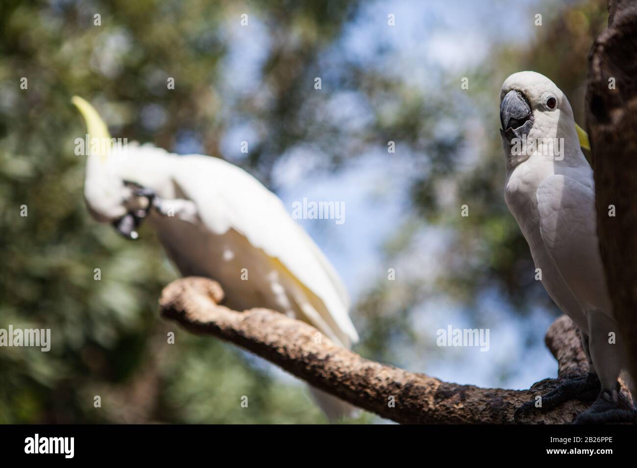 INDONESIA, BALI - JANUARY 20, 2011: Exotic Birds at Bali Zoo Stock ...