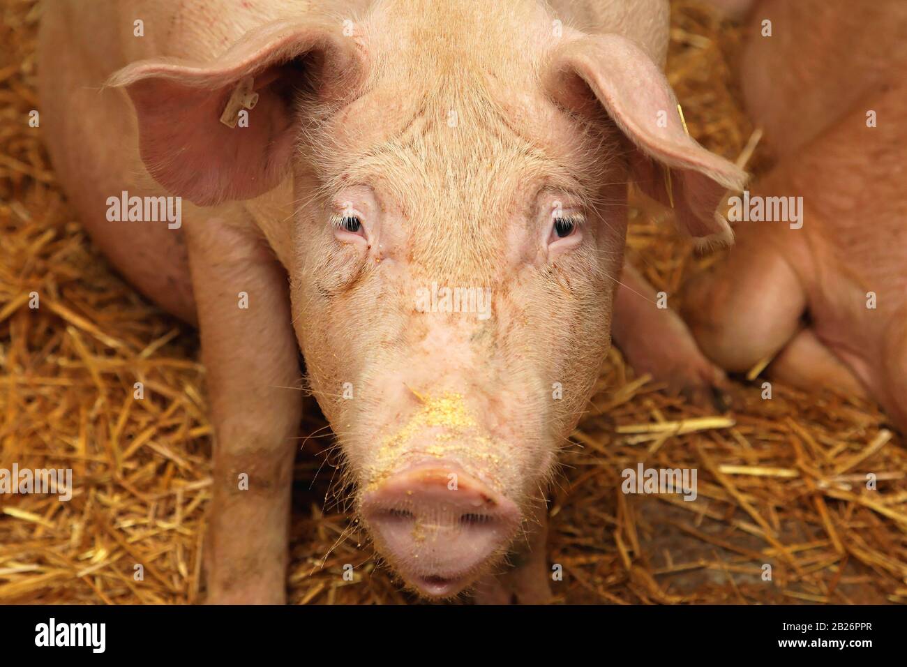 Pig In Sty High Resolution Stock Photography and Images - Alamy