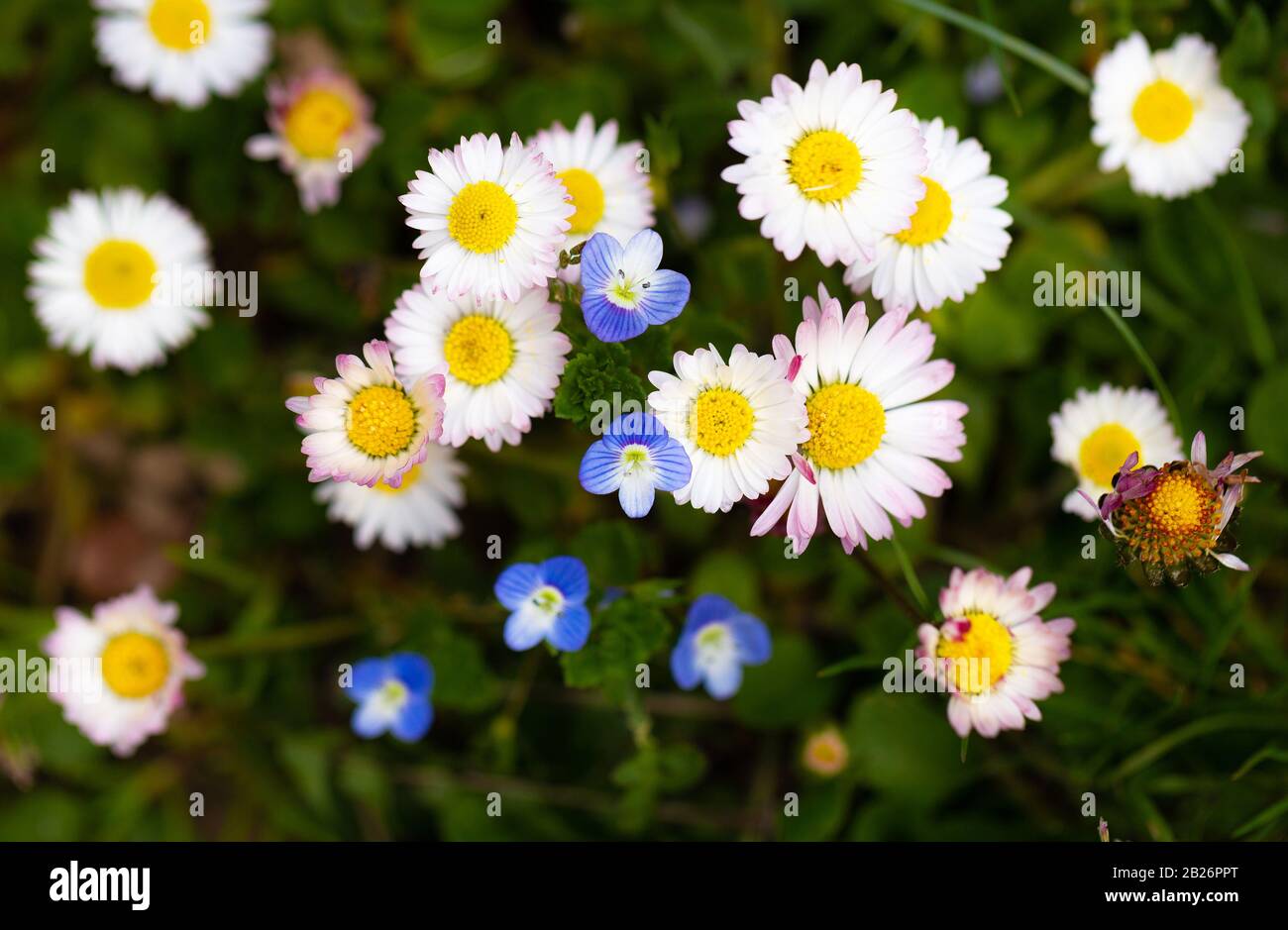 Multicolor flowers in the park. Natural green background Stock Photo ...