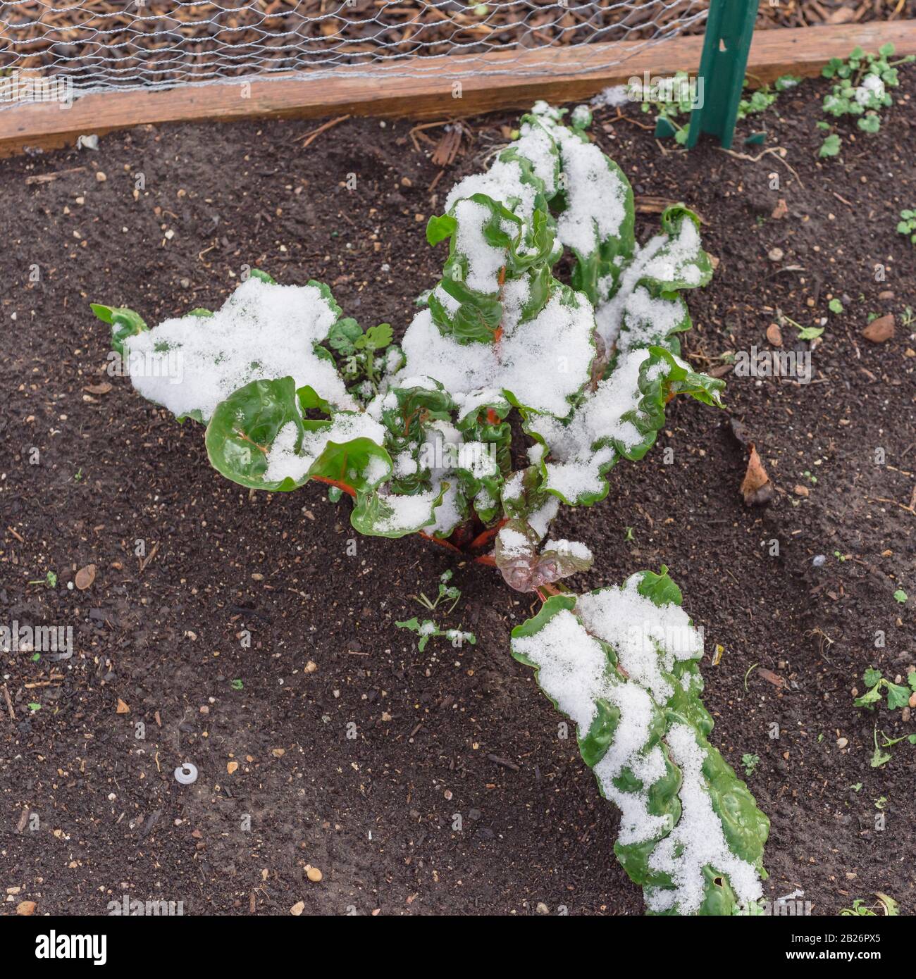 Top view young Swiss chard plant growing in raised bed garden in winter ...