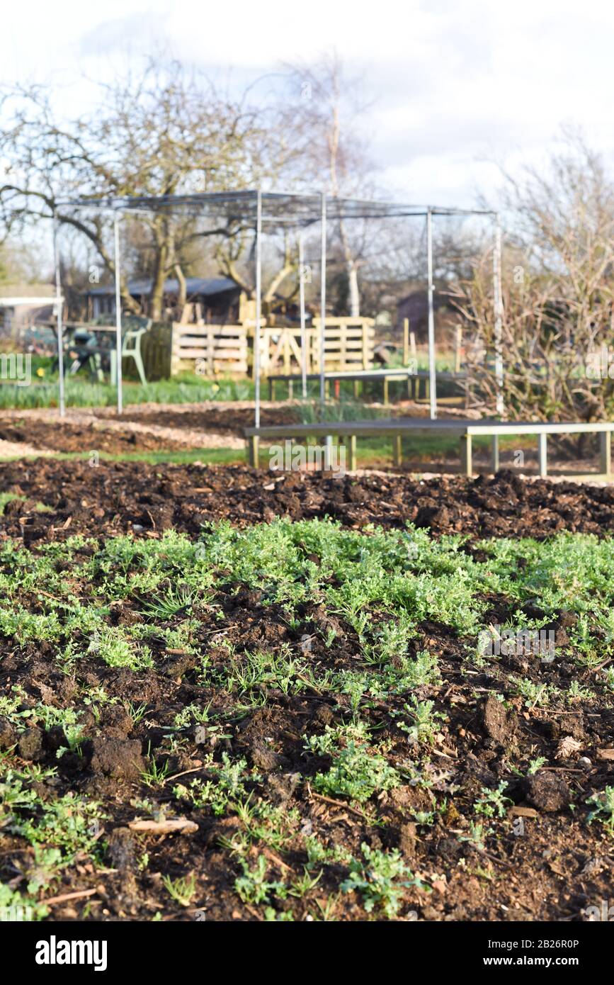 Allotment food healthy hobby hi-res stock photography and images - Alamy