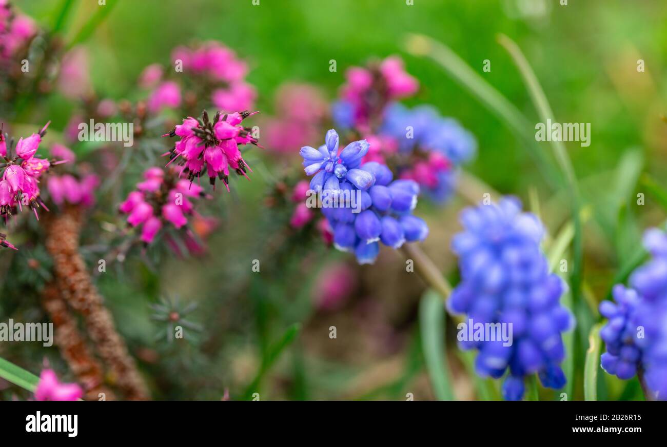 Purple and violet heather background Stock Photo - Alamy