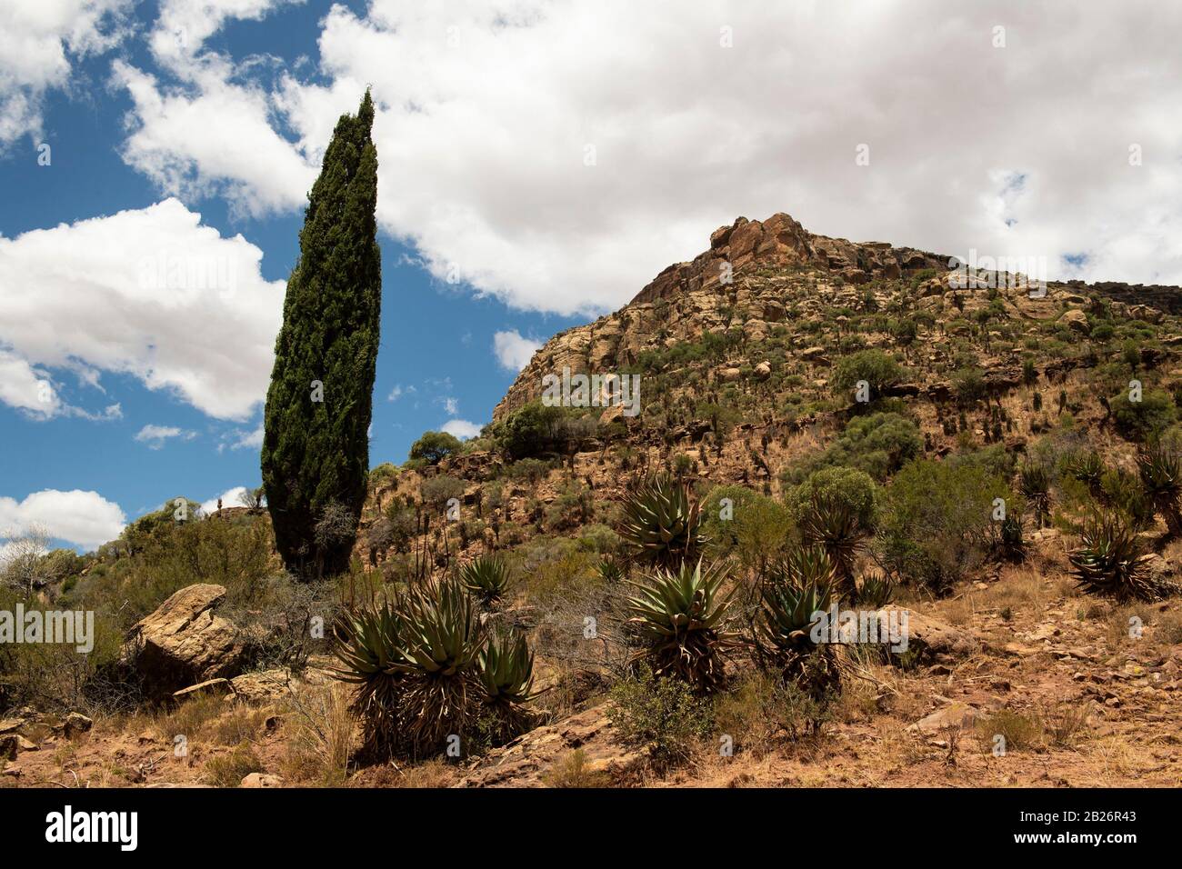 Grave of British soldiers under poplar tree, Mount Moorosi, Lesotho ...