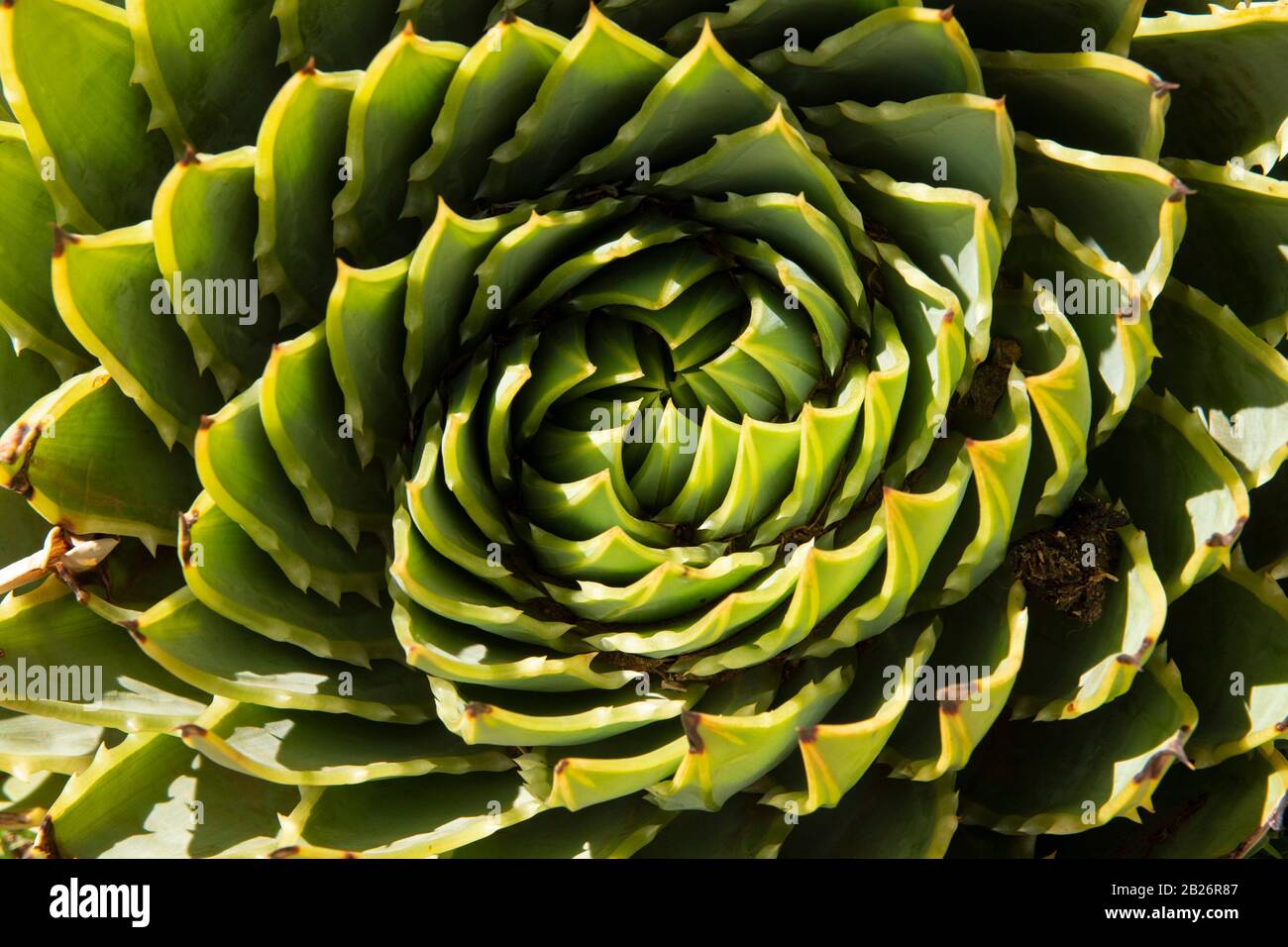 Spiral aloe, endemic to Lesotho, Lesotho Stock Photo - Alamy