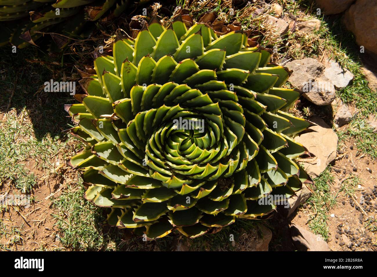 Spiral aloe, endemic to Lesotho, Lesotho Stock Photo - Alamy