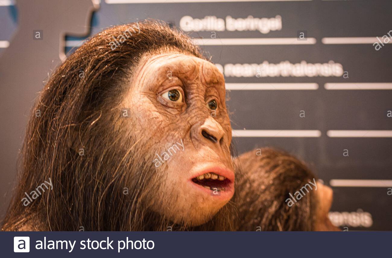 Australopithecus Afarensis High Resolution Stock Photography and Images ...