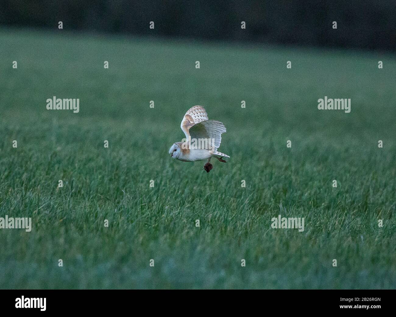 Barn owl and small mammal hi-res stock photography and images - Alamy
