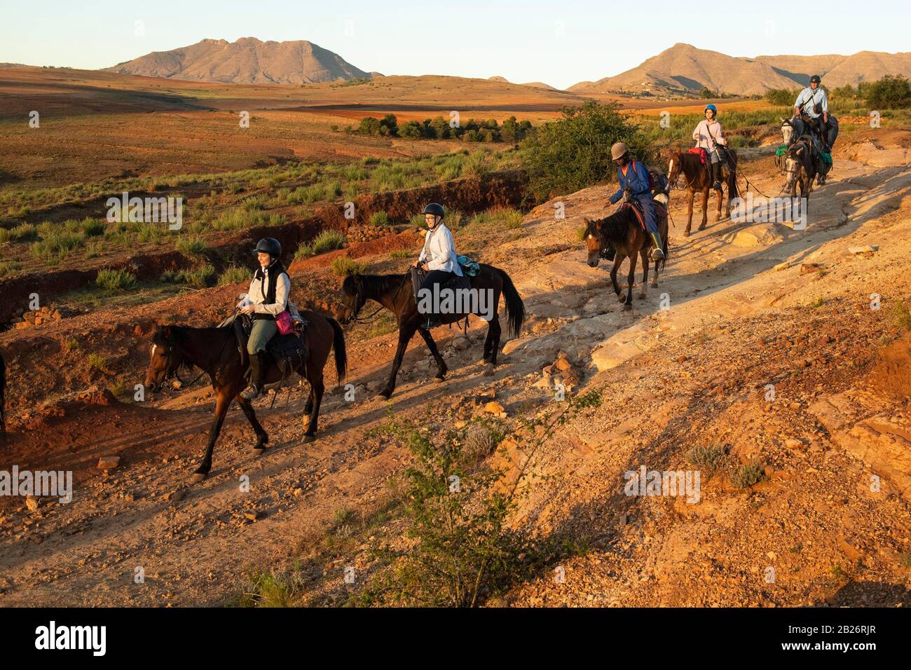 Lesotho basotho pony hi-res stock photography and images - Alamy