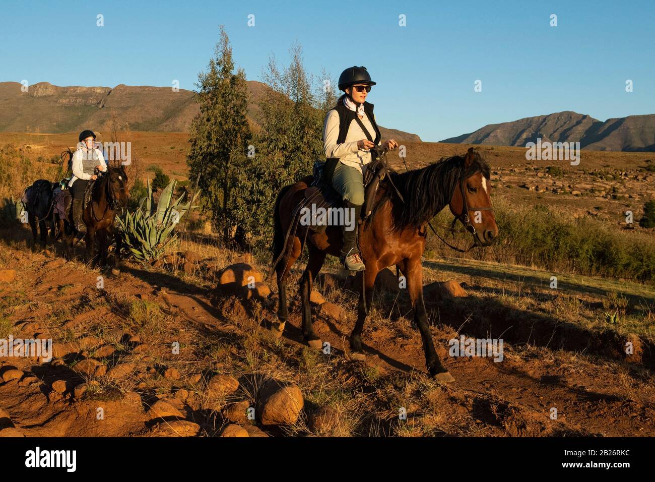 Lesotho basotho pony High Resolution Stock Photography and Images - Alamy