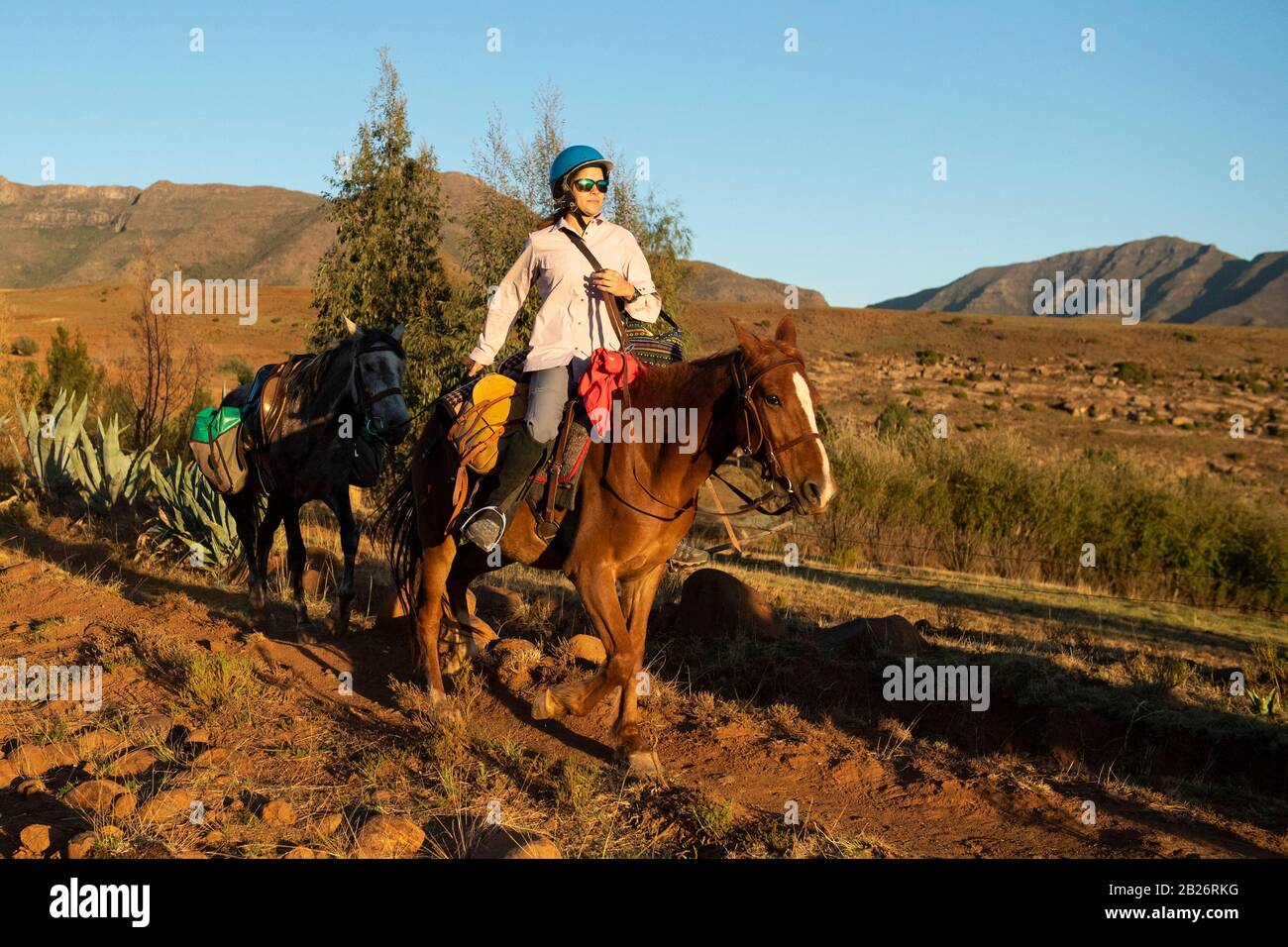 Lesotho basotho pony hi-res stock photography and images - Alamy