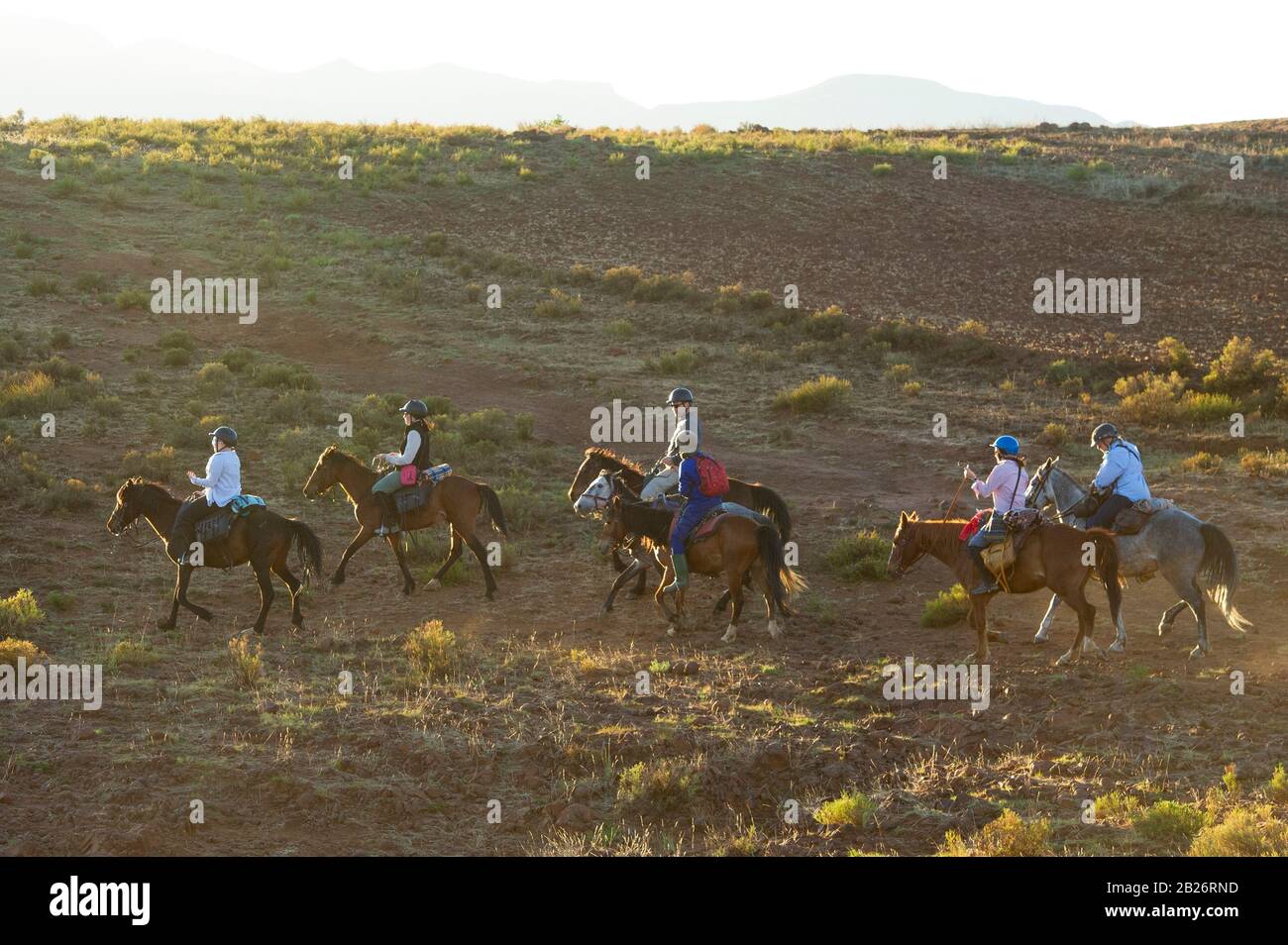 Lesotho basotho pony High Resolution Stock Photography and Images - Alamy