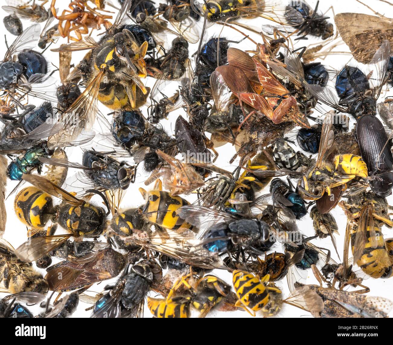 Dead insects hi-res stock photography and images - Alamy